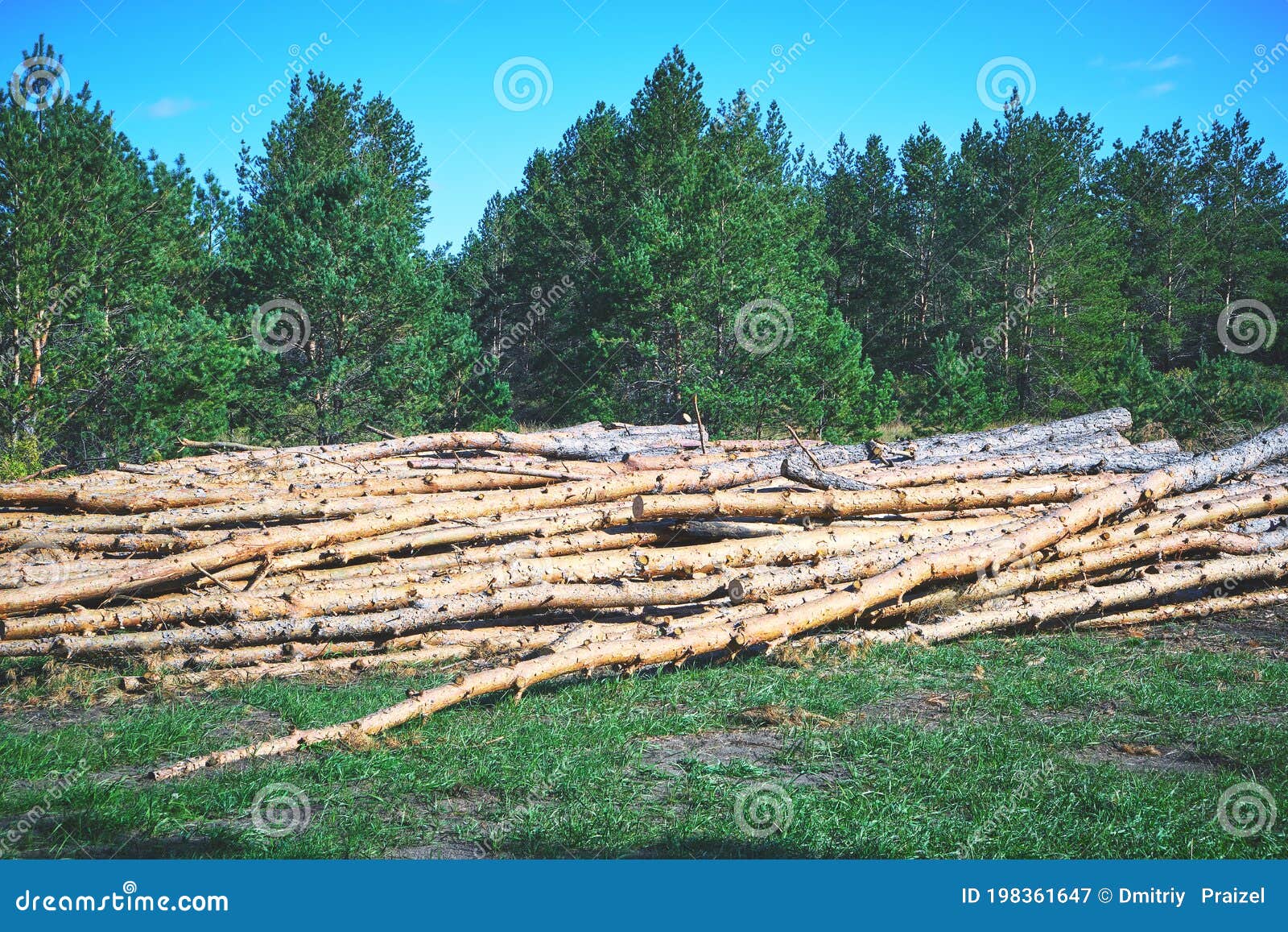 Pine Forest Logging, Poaching, Environmental Damage To Nature and the ...