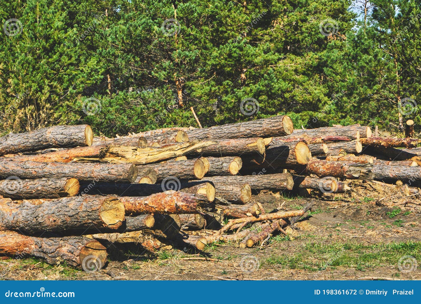 Pine Forest Logging, Poaching, Environmental Damage To Nature and the ...