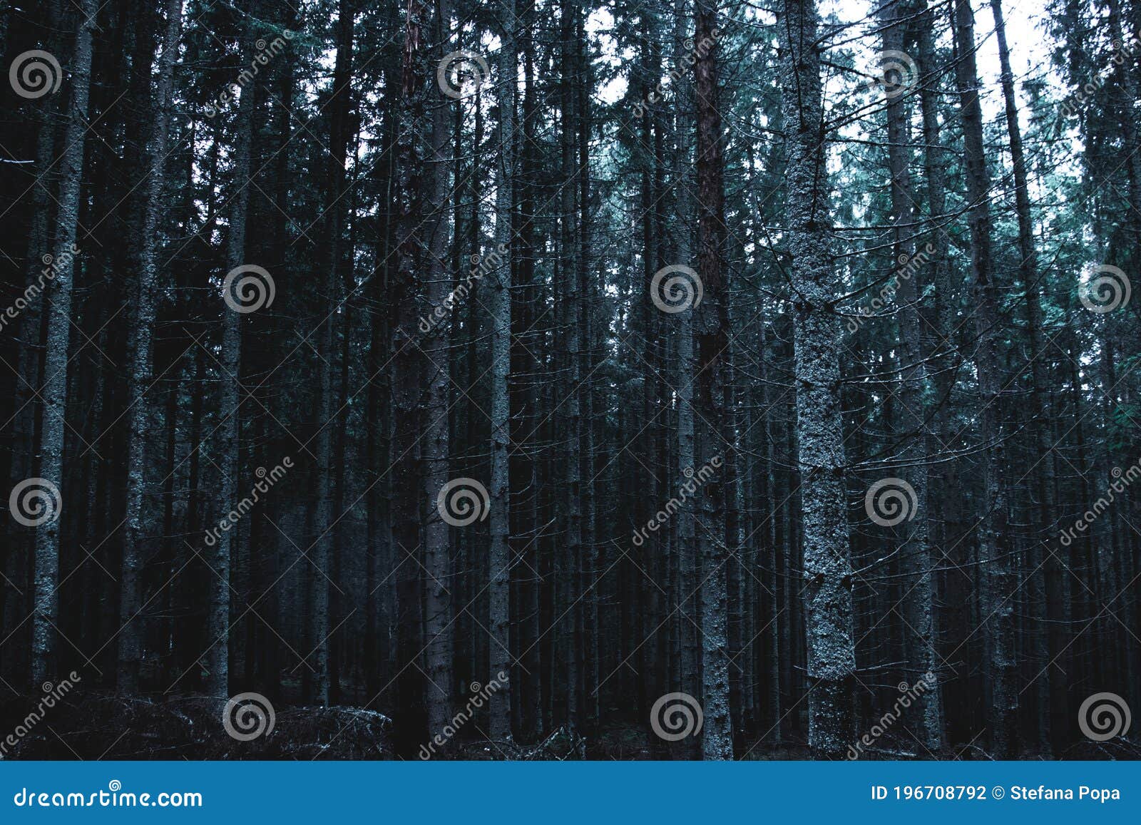 Pine Forest, Long Empty Trees Stock Photo - Image of environment ...