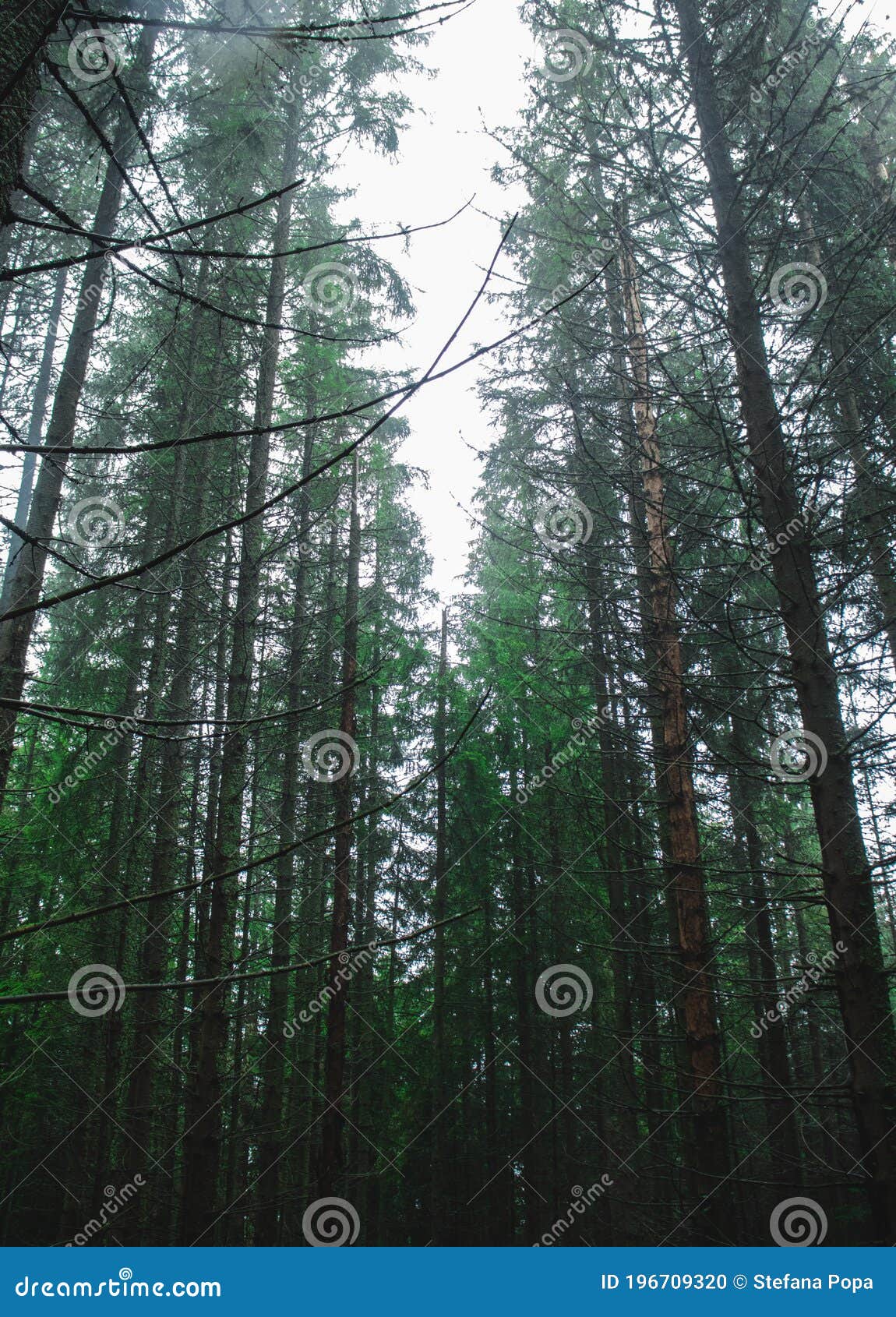 Pine Forest, Long Empty Trees Stock Photo - Image of dusk, moody: 196709320