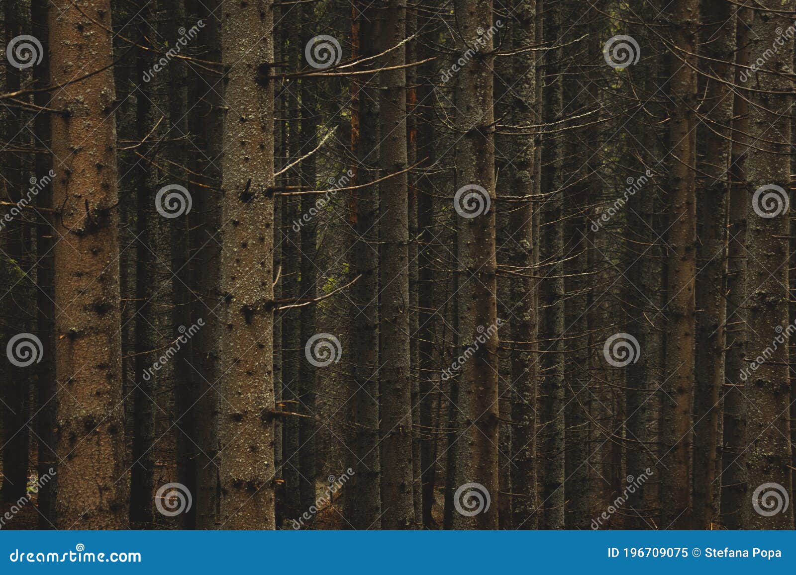 Pine Forest, Long Empty Trees Stock Image - Image of blue, gray: 196709075