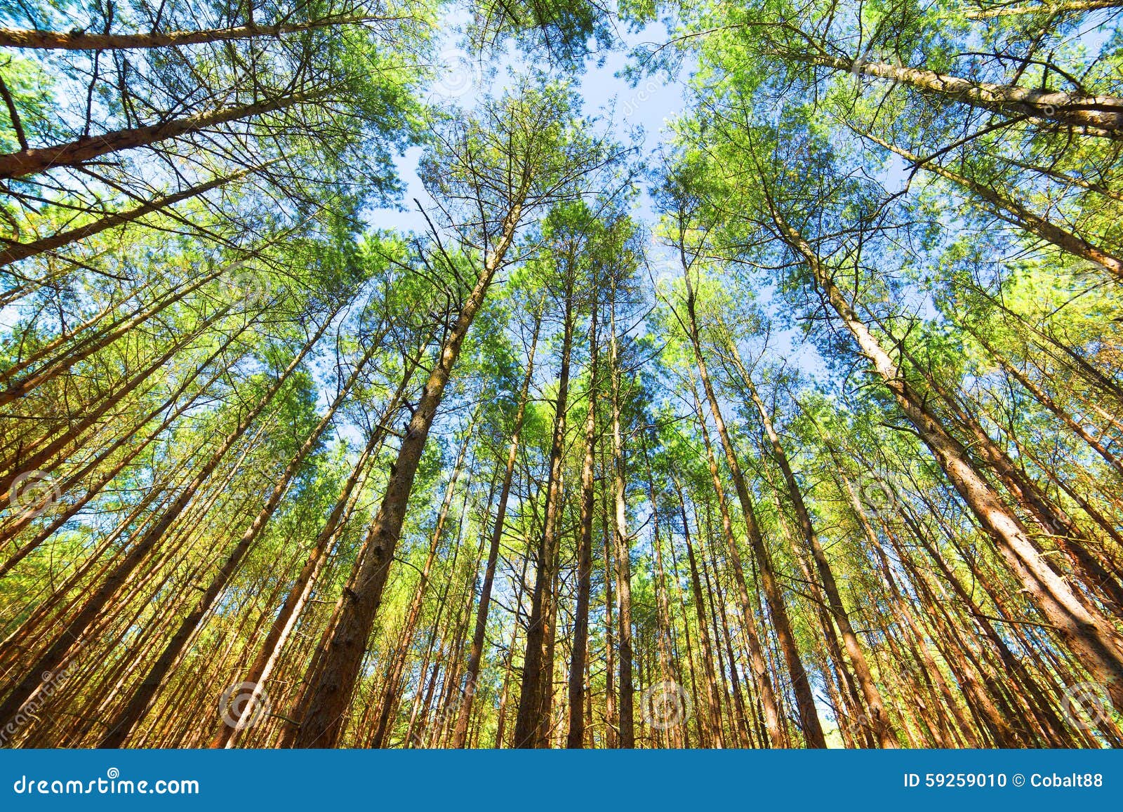Pine forest stock photo. Image of coniferous, flora, environment - 59259010