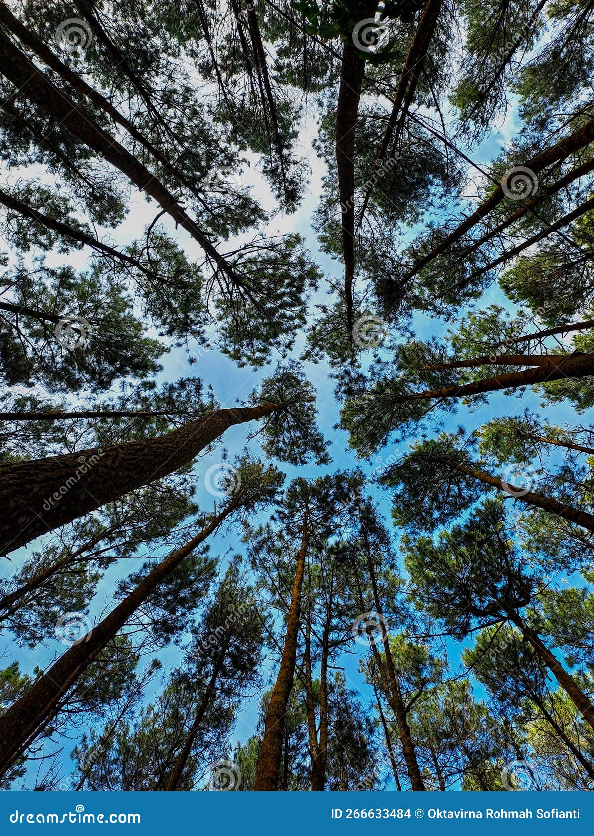 The Pine Forest Looks Beautiful from Below Stock Photo - Image of ...