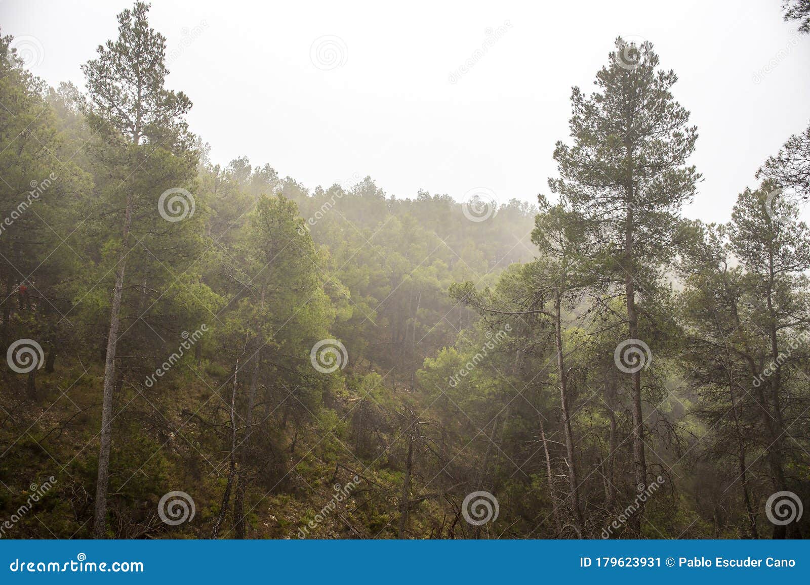 Pine Forest with a Lot of Fog Stock Image - Image of evening, foliage ...
