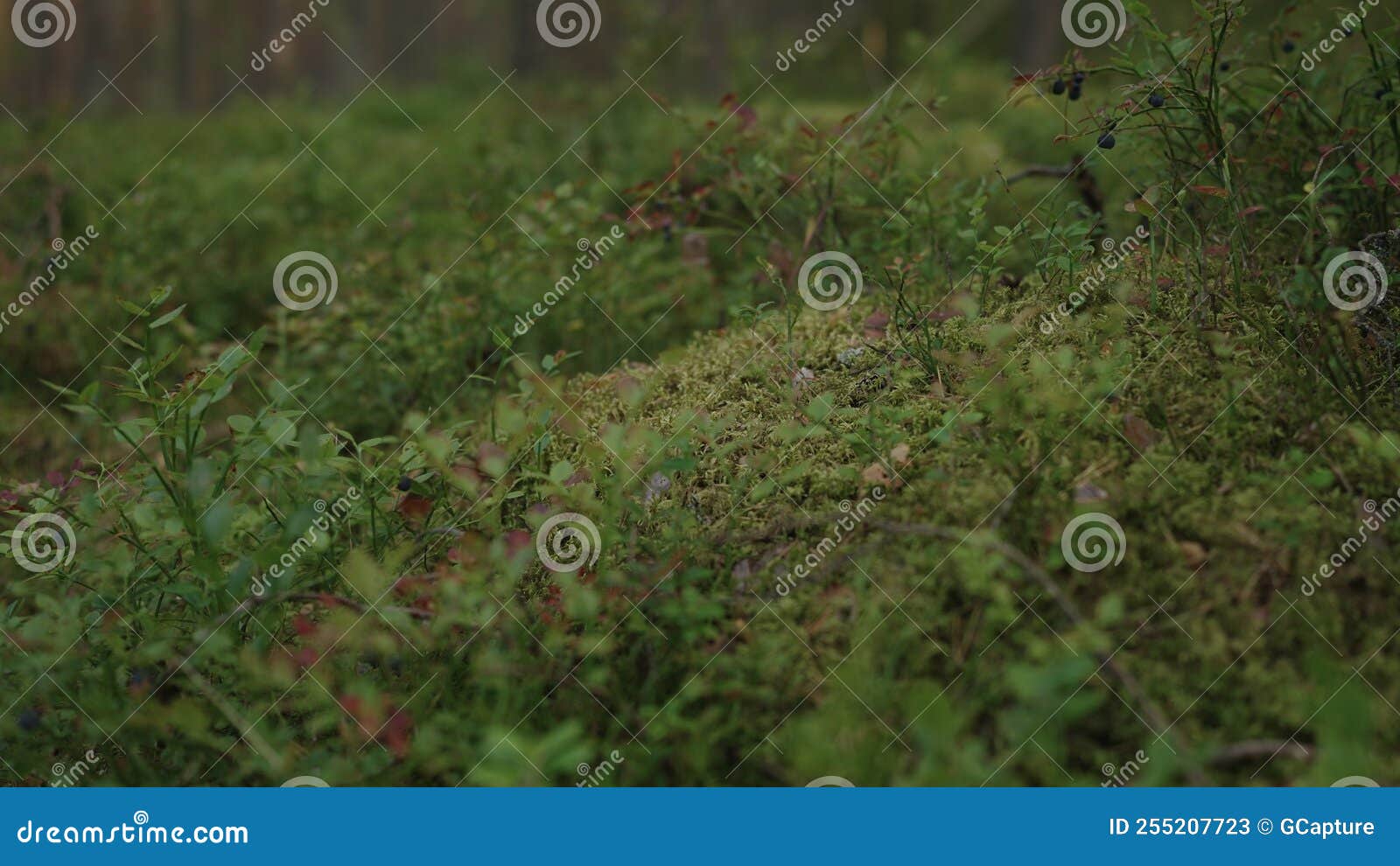 Pine Forest with Lots of Moss and Berries Stock Image - Image of summer ...