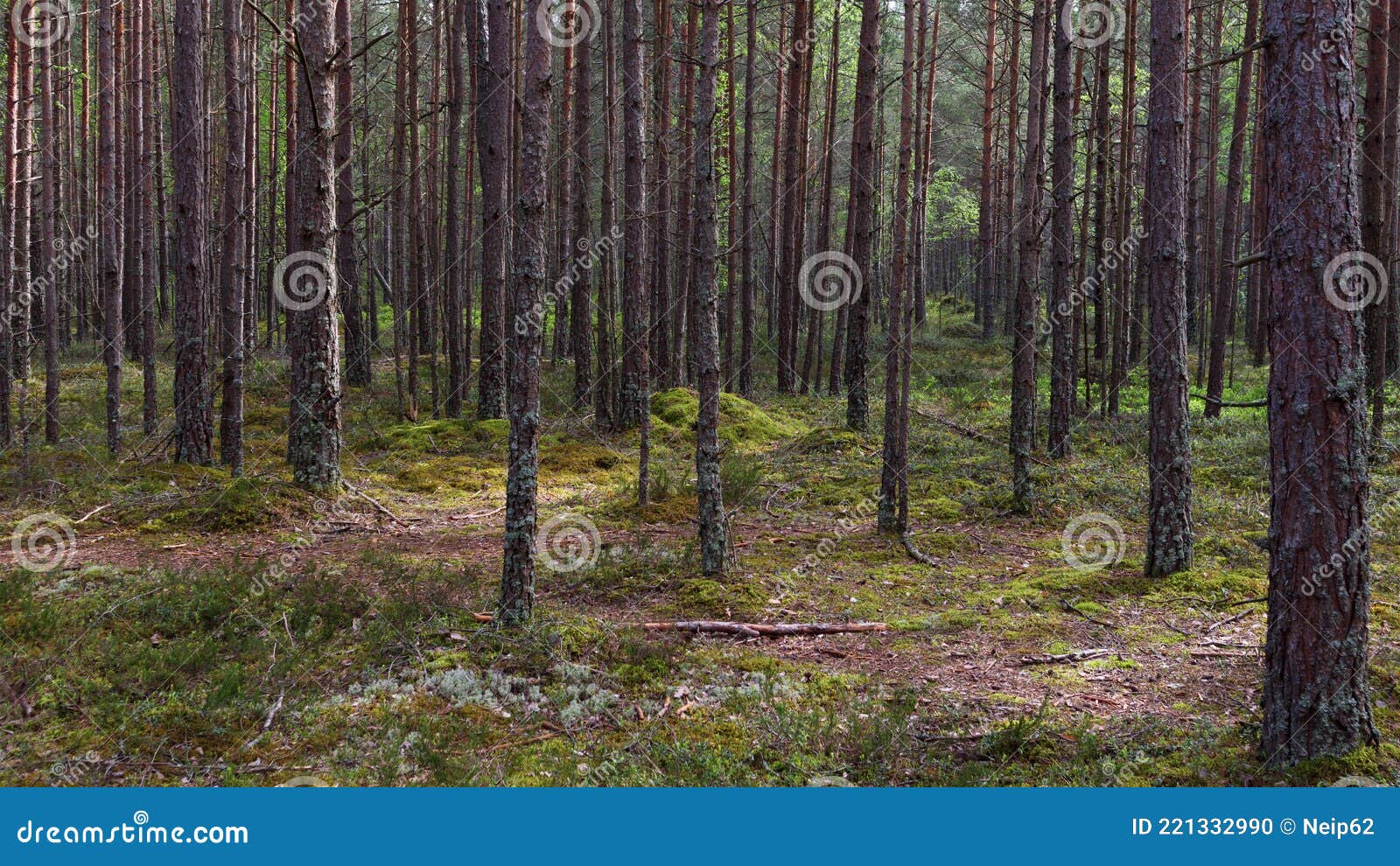 Pine Forest. Lots of Tree Trunks Stock Photo - Image of view, green ...