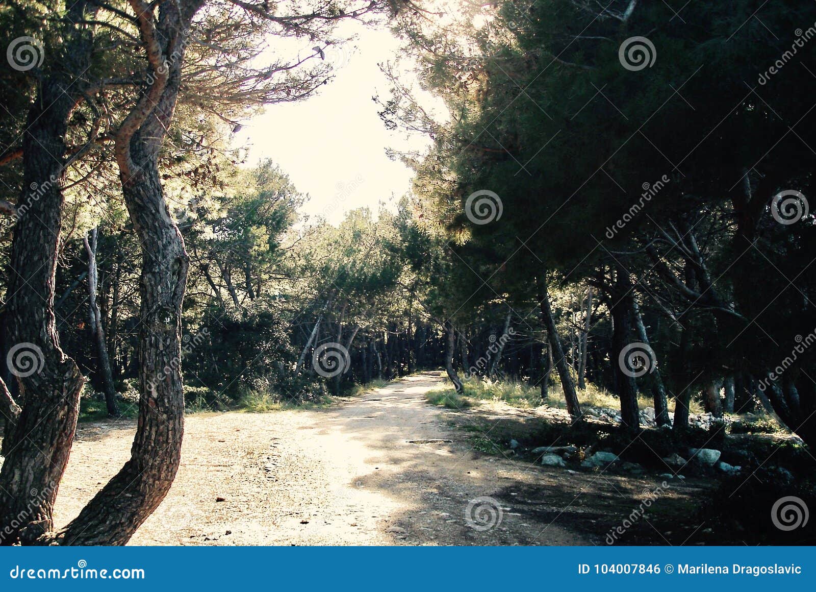 Pine Forest at Mali Losinj stock photo. Image of mali - 104007846