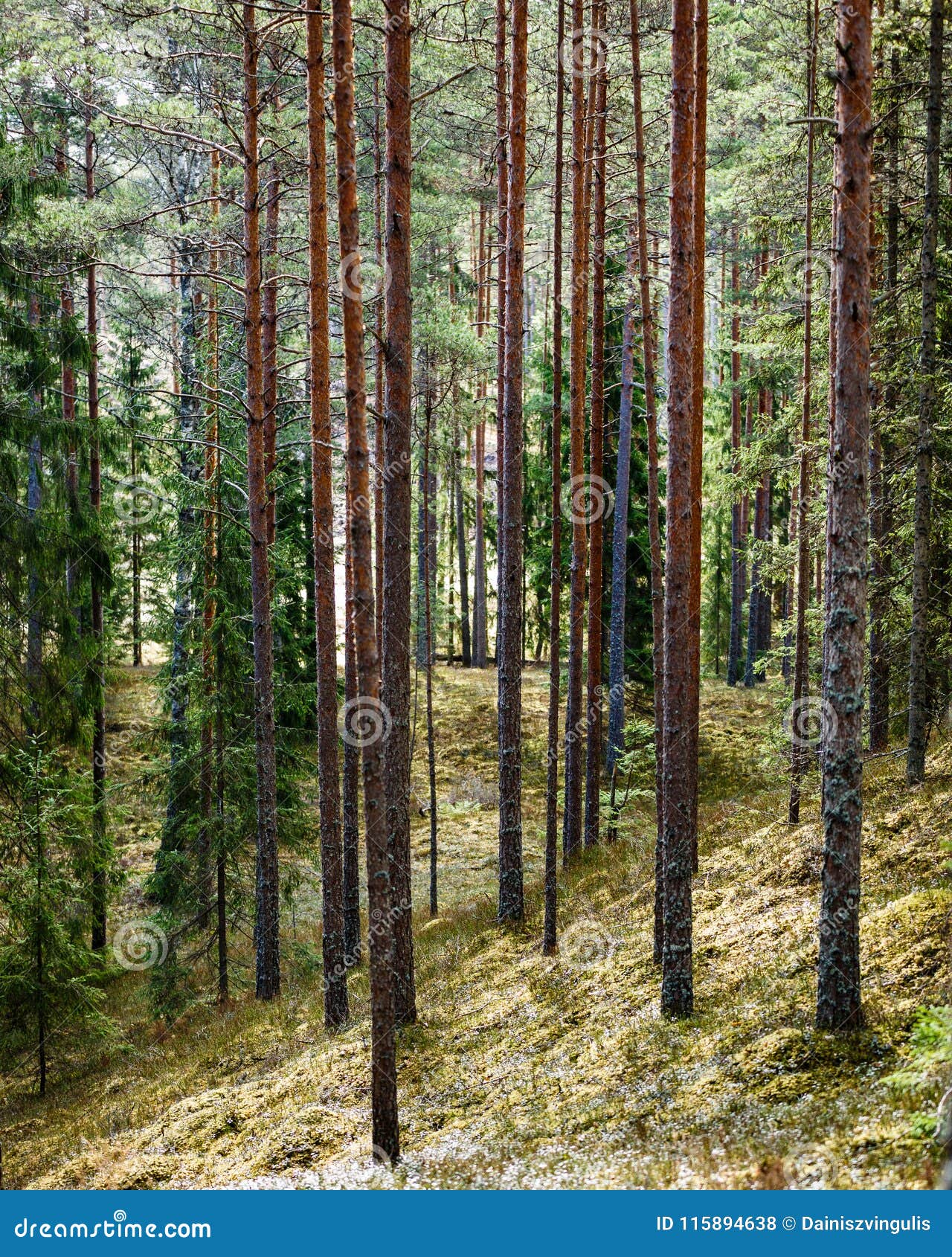 A Pine Forest with Many Trees and Some Spruce Trees in between Stock ...
