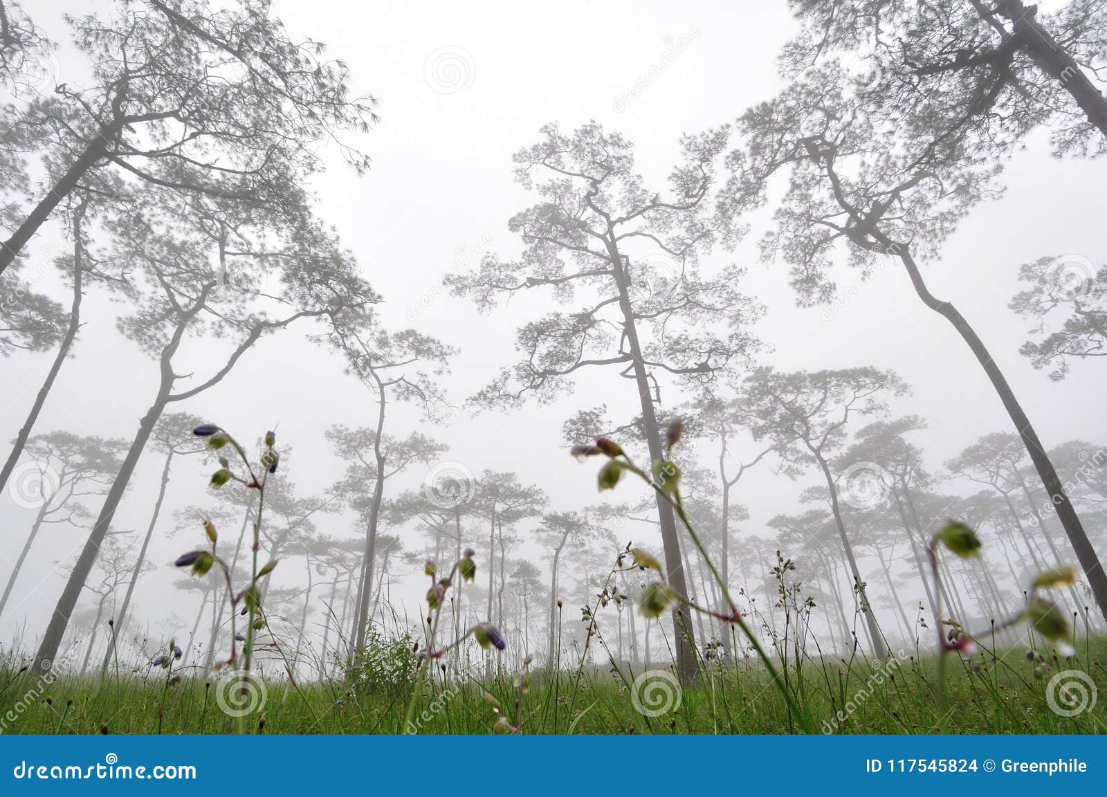 Pine Forest in Mist on Flower Field Stock Photo - Image of grassland ...