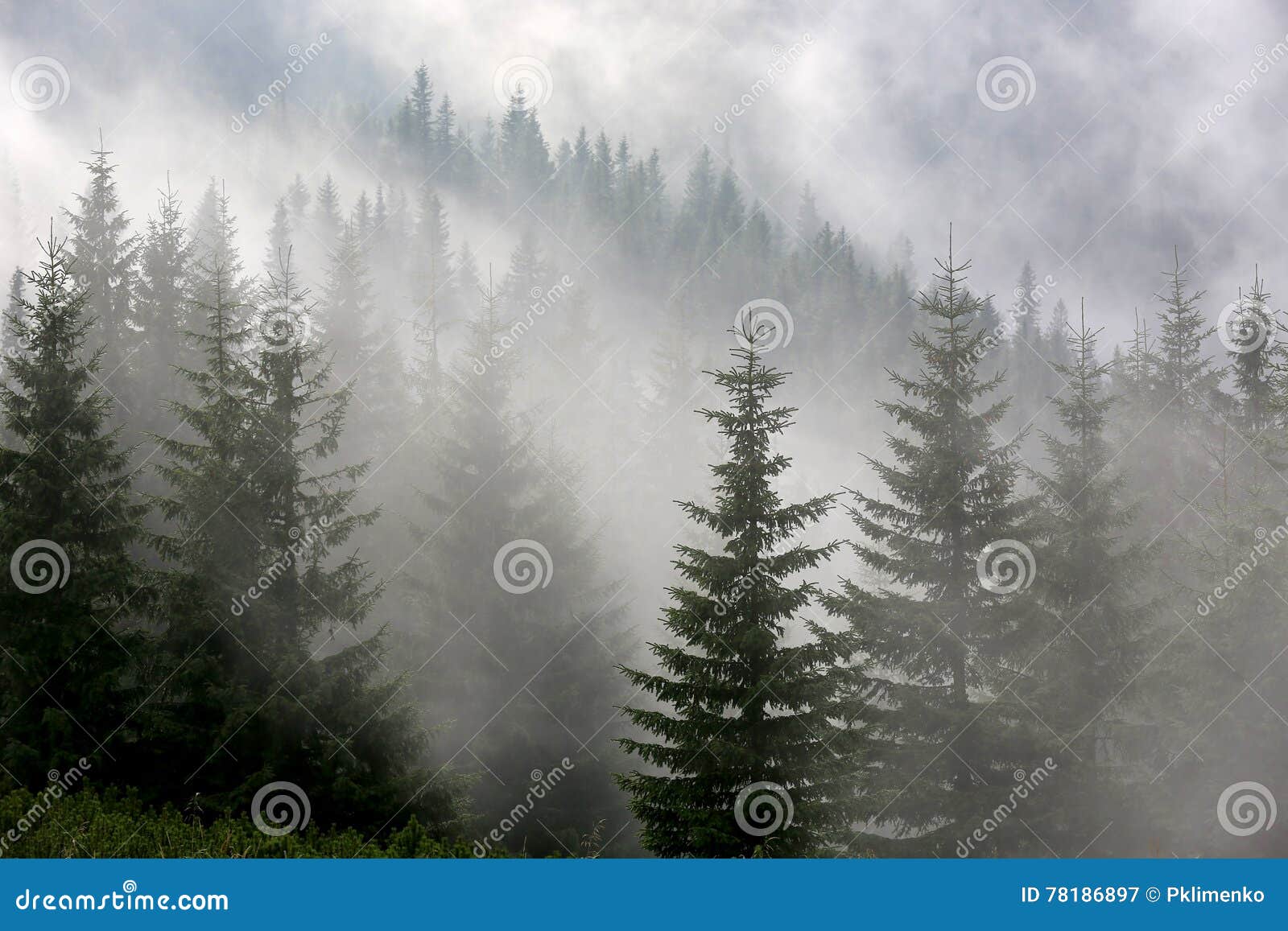 Pine forest in mist stock image. Image of foggy, mountain - 78186897