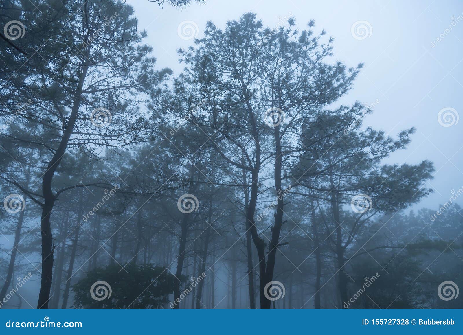 Pine Forest in the Mist.Thailand Stock Photo - Image of tree, green ...