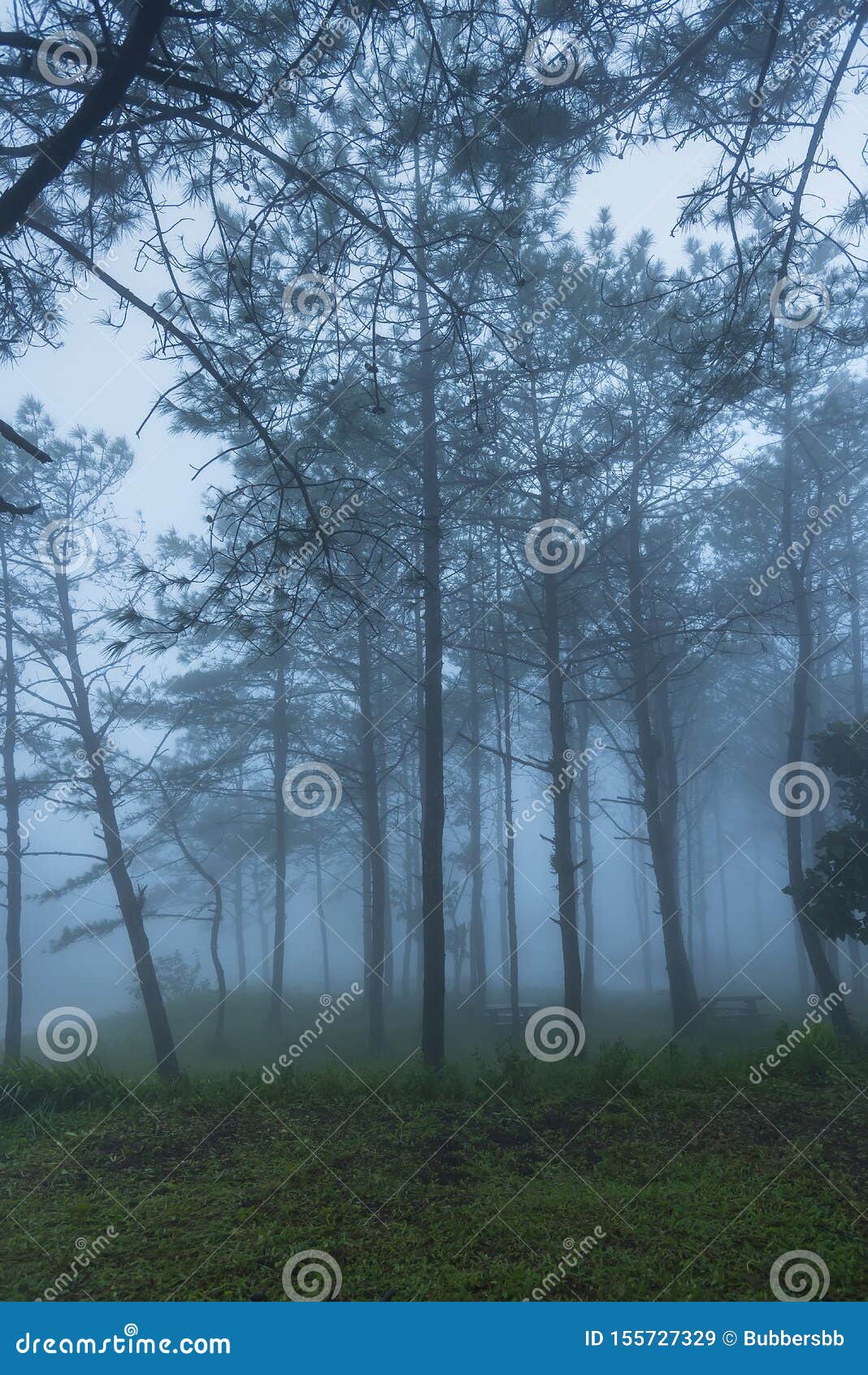 Pine Forest in the Mist.Thailand Stock Image - Image of beautiful, park ...