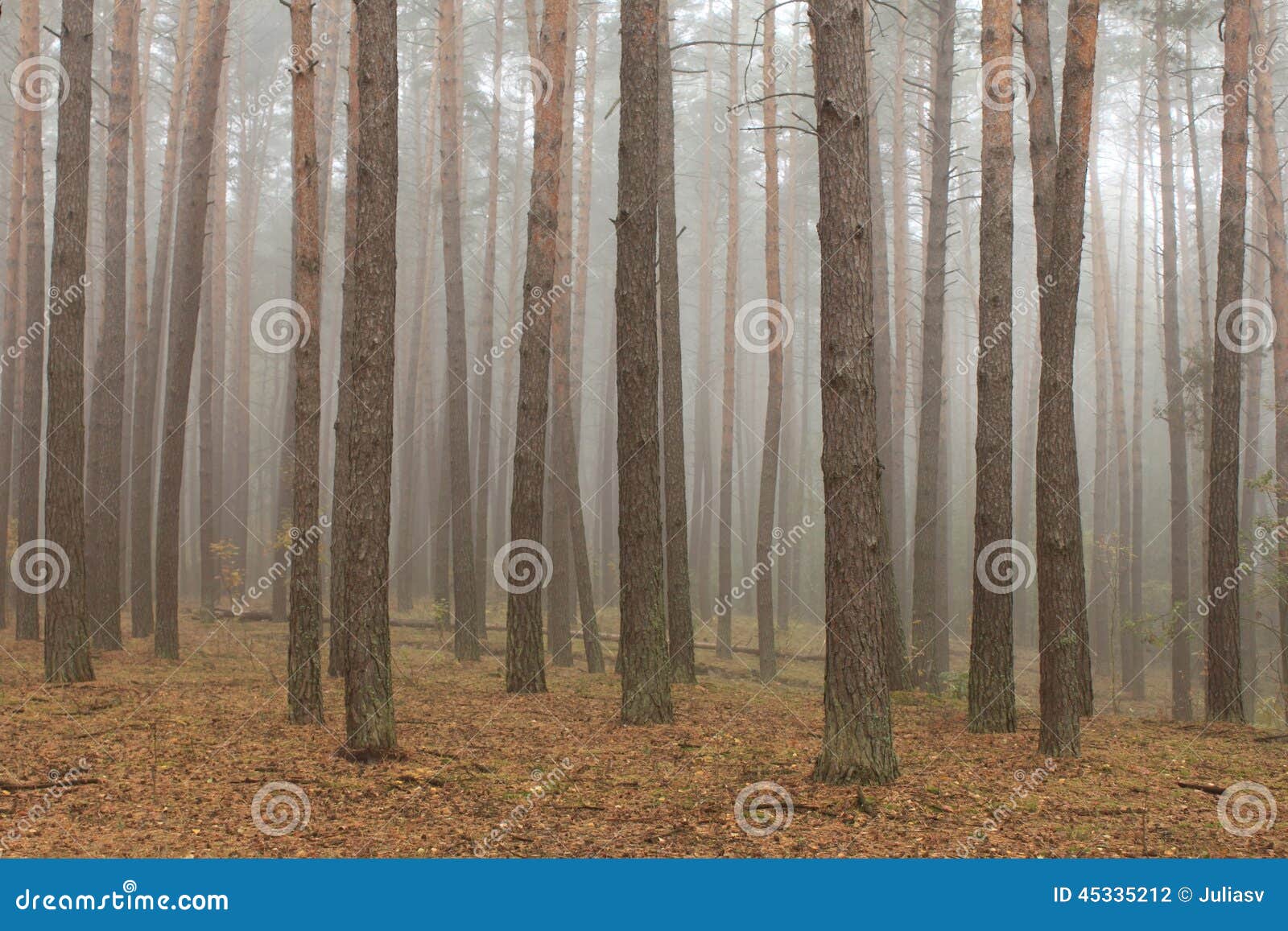 Pine forest in morning fog stock photo. Image of morning - 45335212