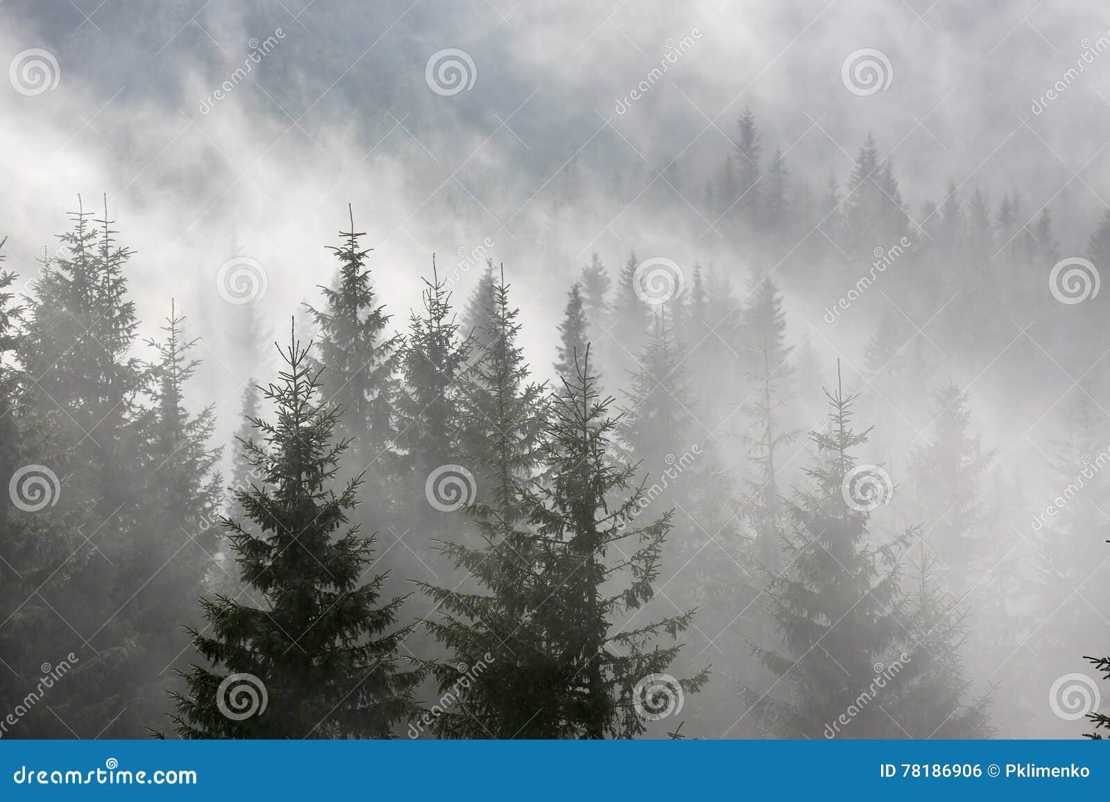 Pine forest in morning fog stock photo. Image of scenic - 78186906