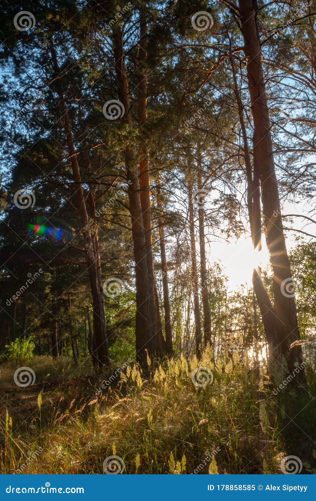 Pine Forest with Morning Sunlight. Pine Forest with Morning Sunlight ...