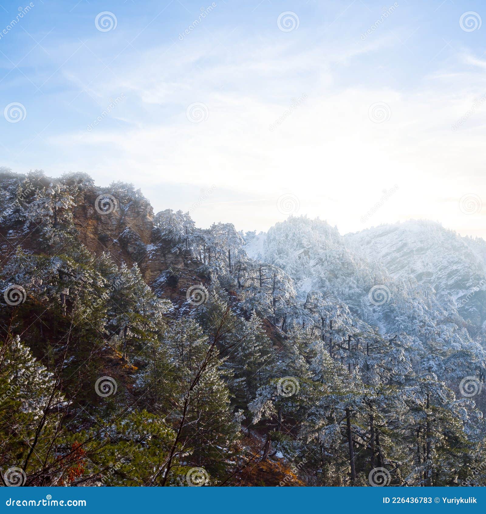 Pine forest on mount slope stock image. Image of panoramic - 226436783