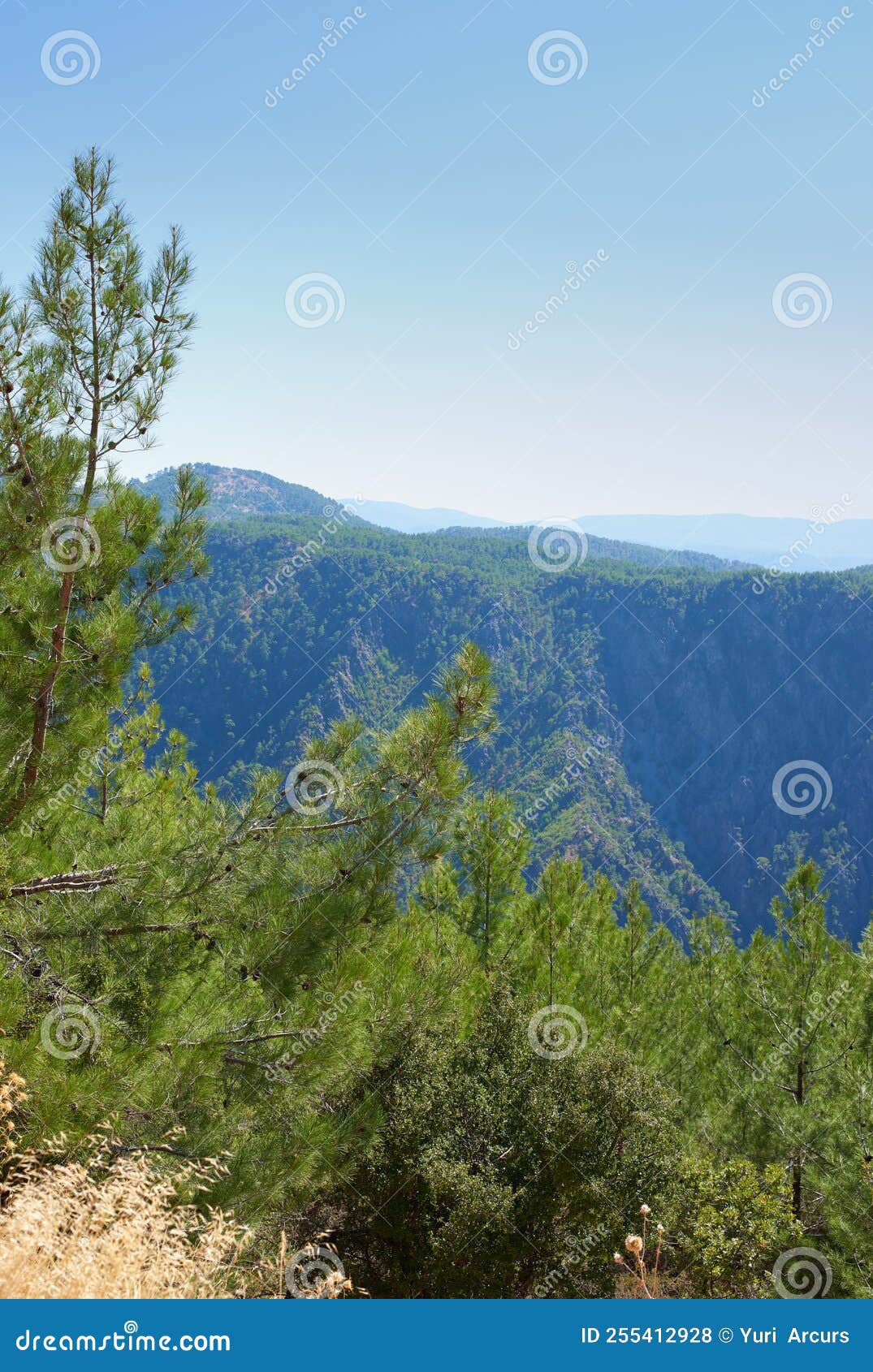 Pine Forest in Mountain Area - Turkey. an Image of Pine Forest in ...