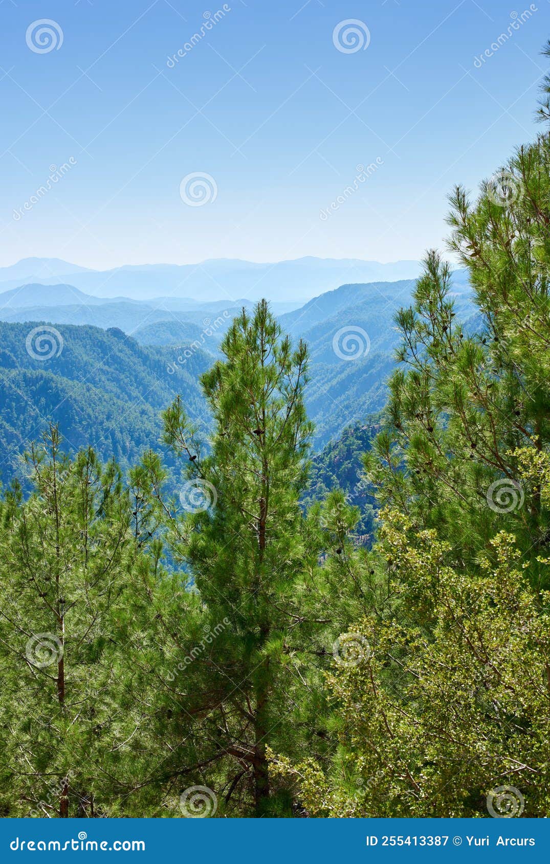 Pine Forest in Mountain Area - Turkey. an Image of Pine Forest in ...