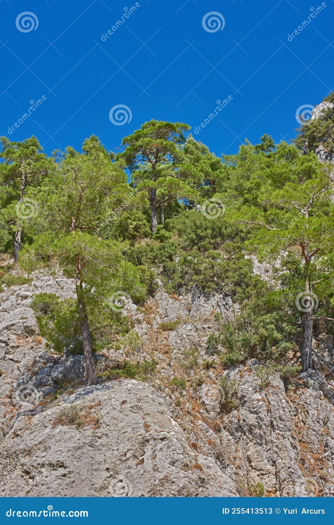 Pine Forest in Mountain Area - Turkey. an Image of Pine Forest in ...
