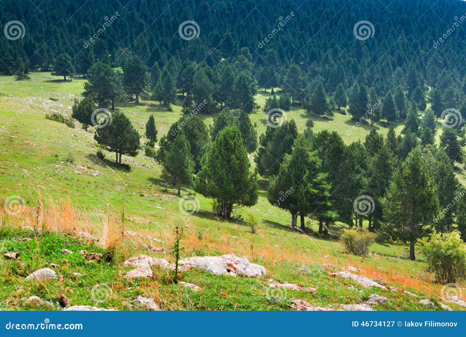 Pine forest in mountain stock image. Image of spanish - 46734127