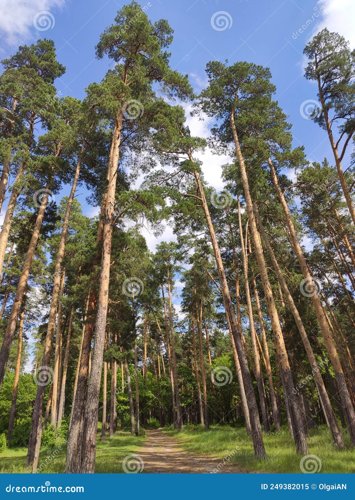Pine Forest Nature Background Blue Sky Stock Image - Image of tree ...