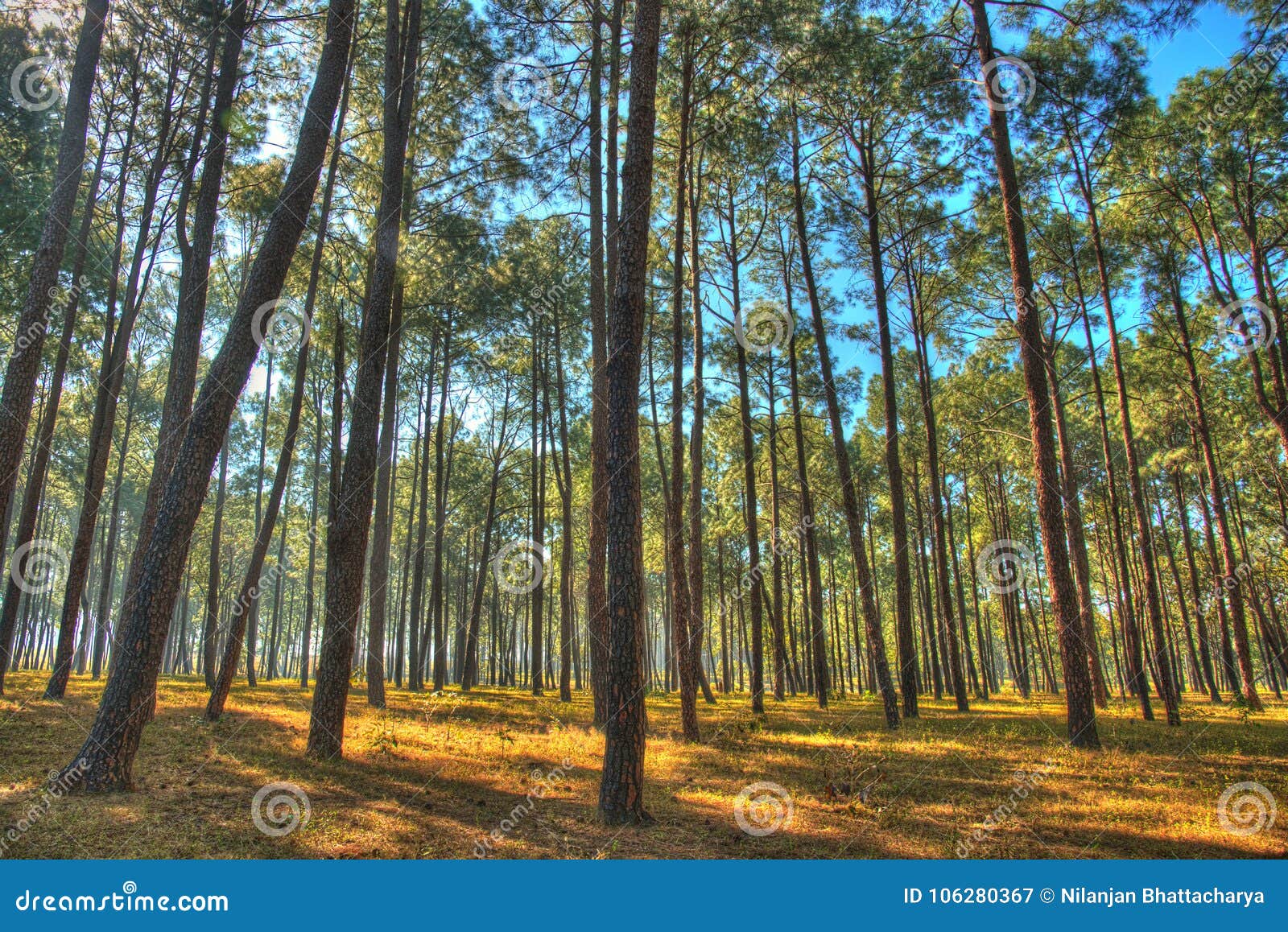 Pine forest at Netarhat stock image. Image of dense - 106280367