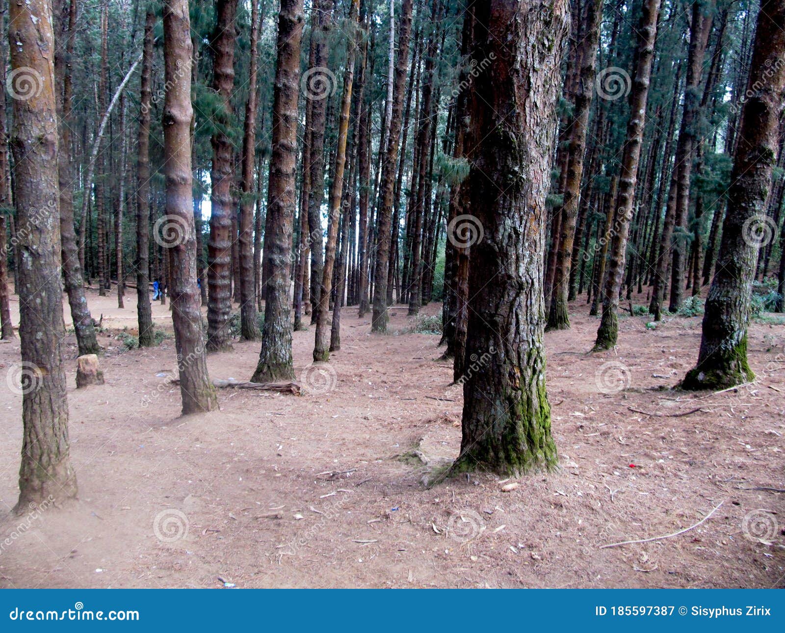 Pine Forest in ooty stock image. Image of ooty, green - 185597387