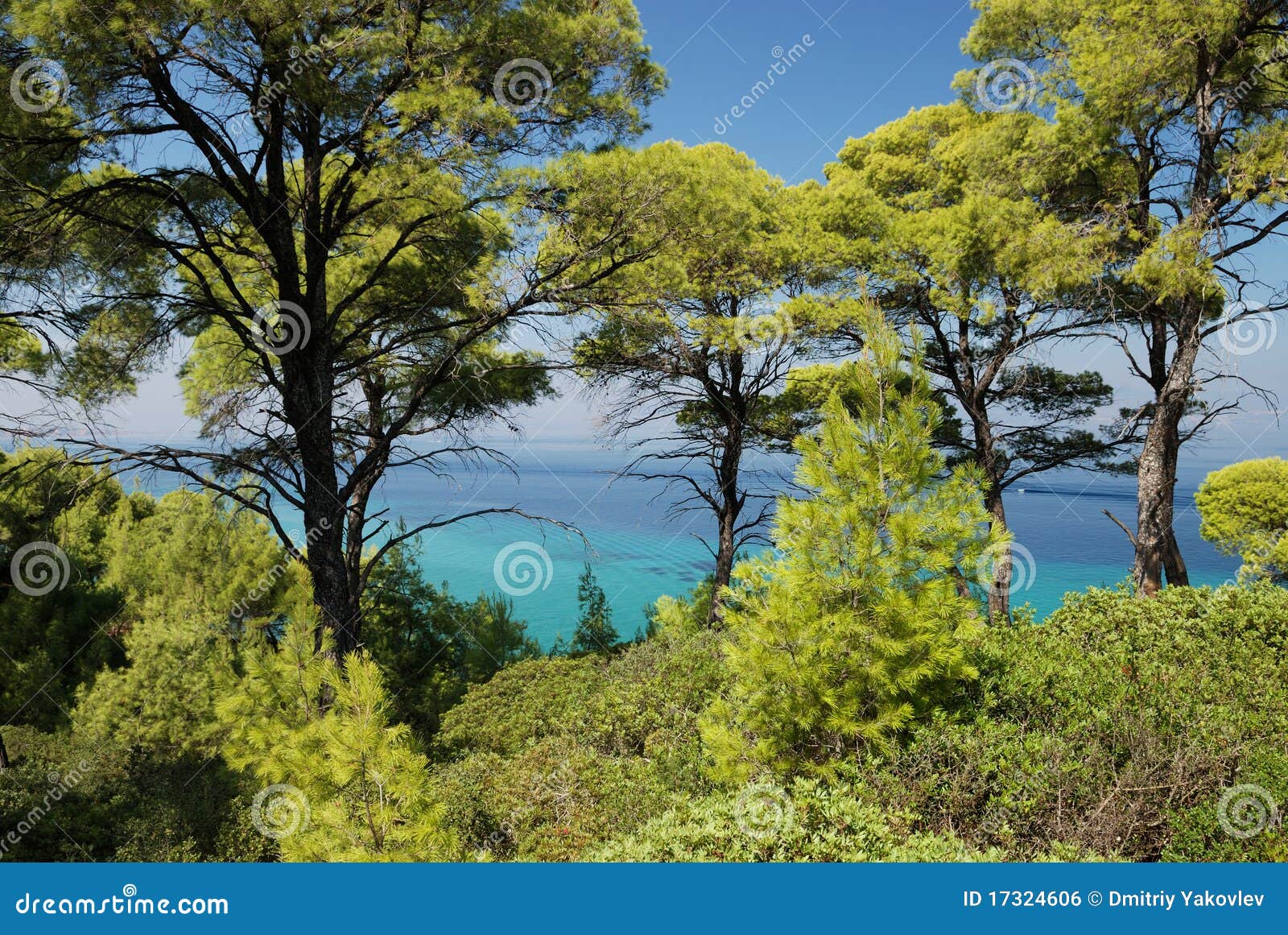 Pine forest over sea stock photo. Image of terrain, chalkidiki - 17324606