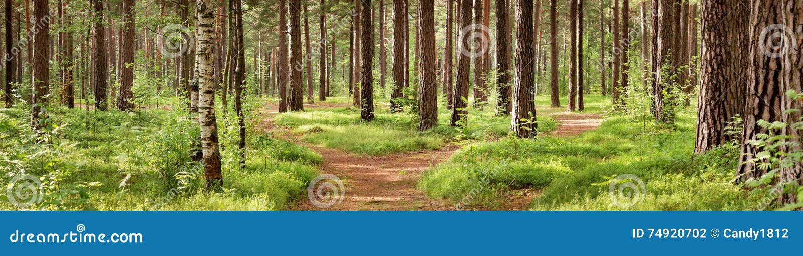 Pathway In A Forest Royalty-Free Stock Photo | CartoonDealer.com #245242485