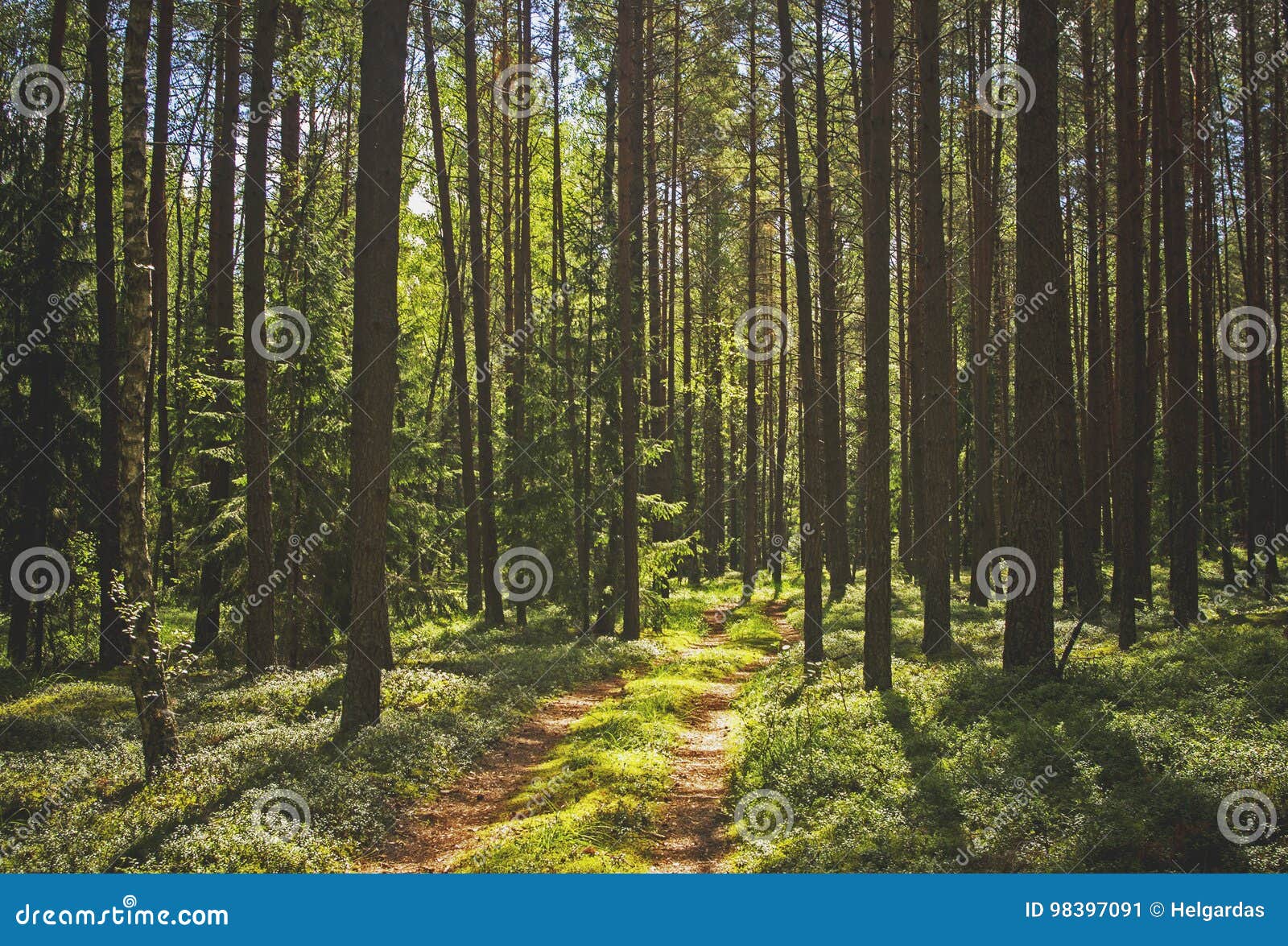 Pine forest and a path stock image. Image of pine, light - 98397091