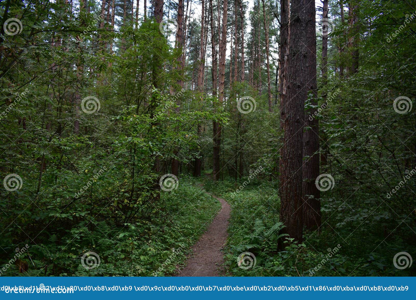 Pine Forest. a Path through the Forest. Coniferous Trees. Rowan Bushes ...