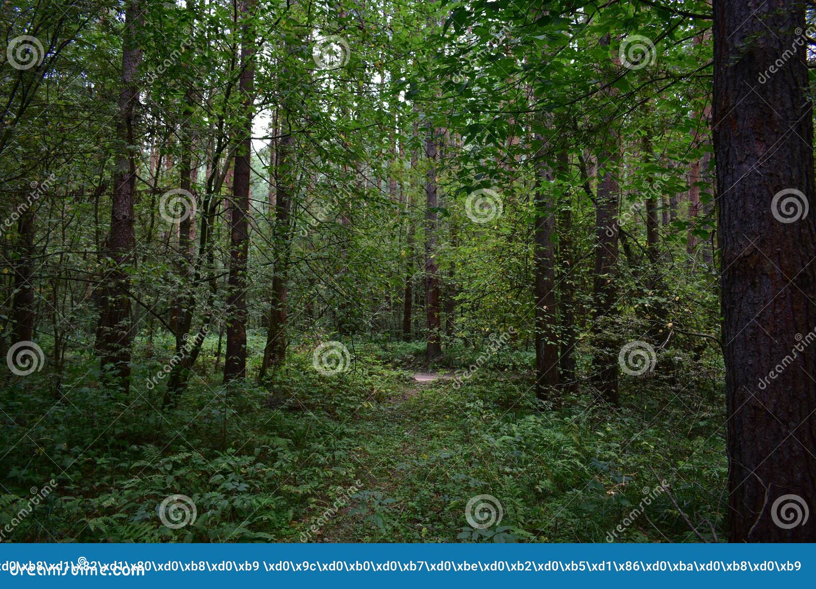 Pine Forest. a Path in a Coniferous Forest Stock Photo - Image of pine ...