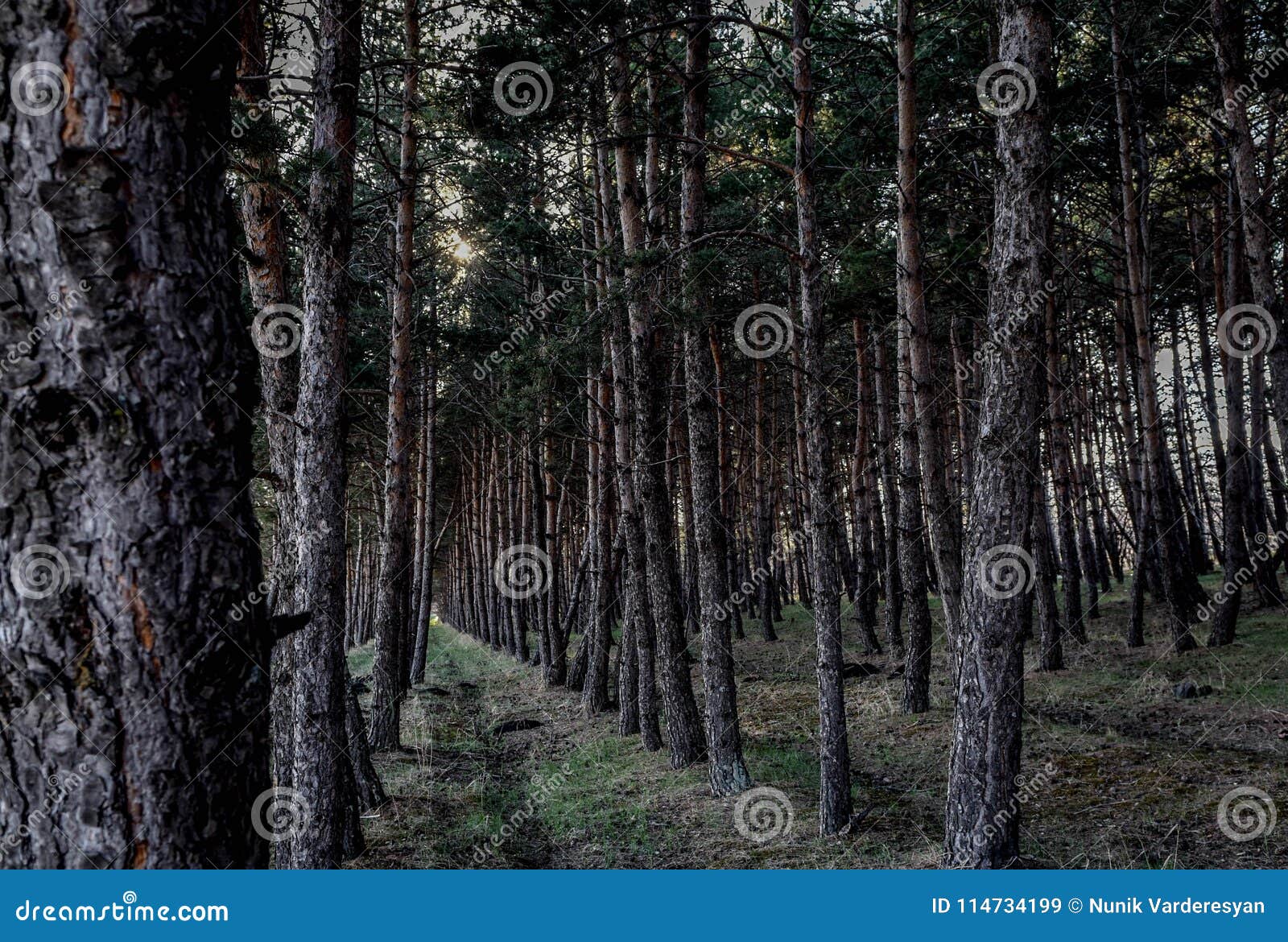 Pine Forest Path . Natural . Stock Image - Image of woodland, humid ...