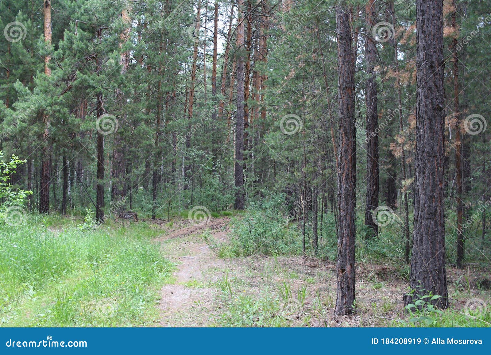Pine Forest with a Path for Walking in the Summer Grow Tall Coniferous ...
