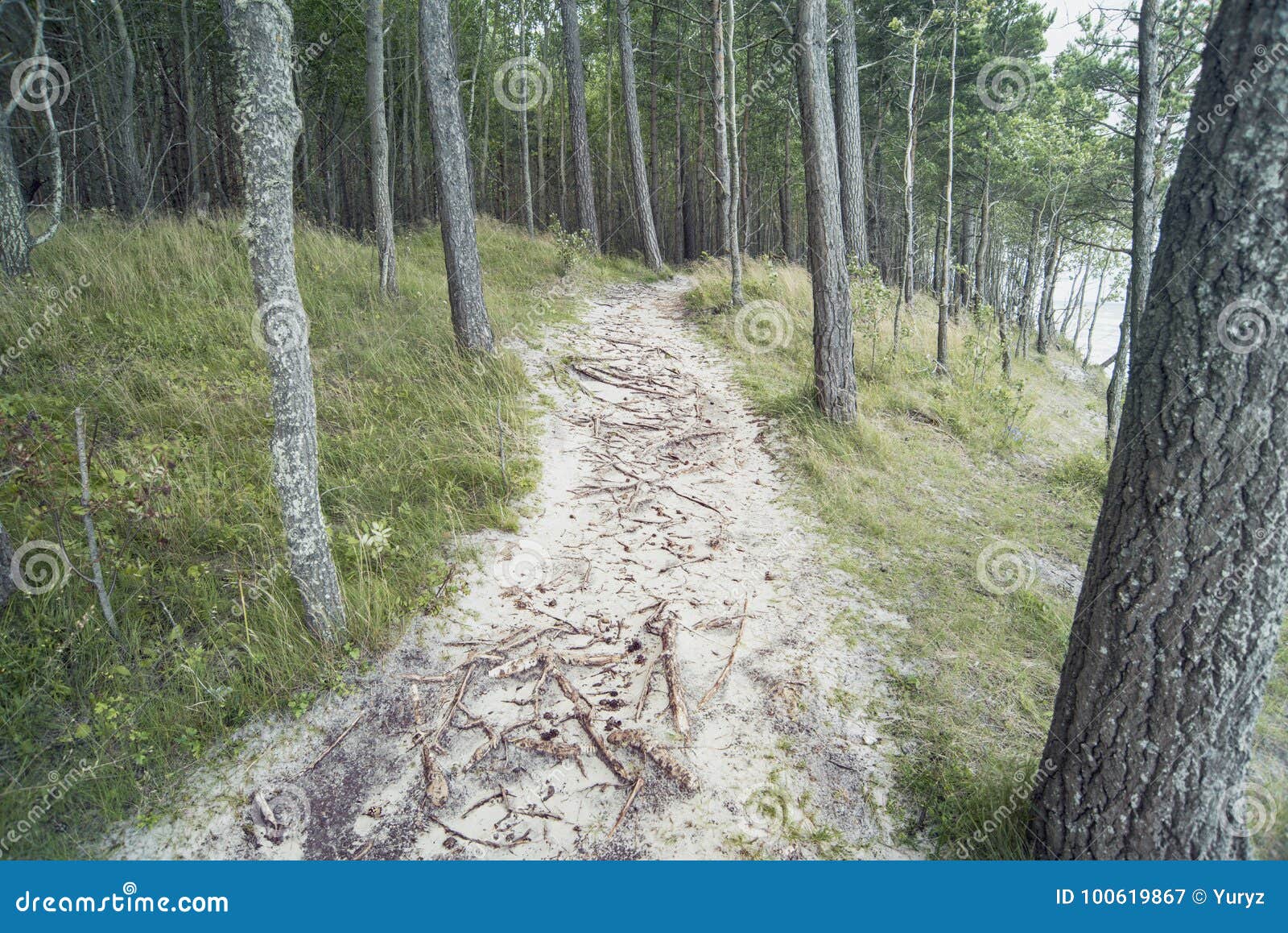 Pine forest pathway stock image. Image of landscape - 100619867