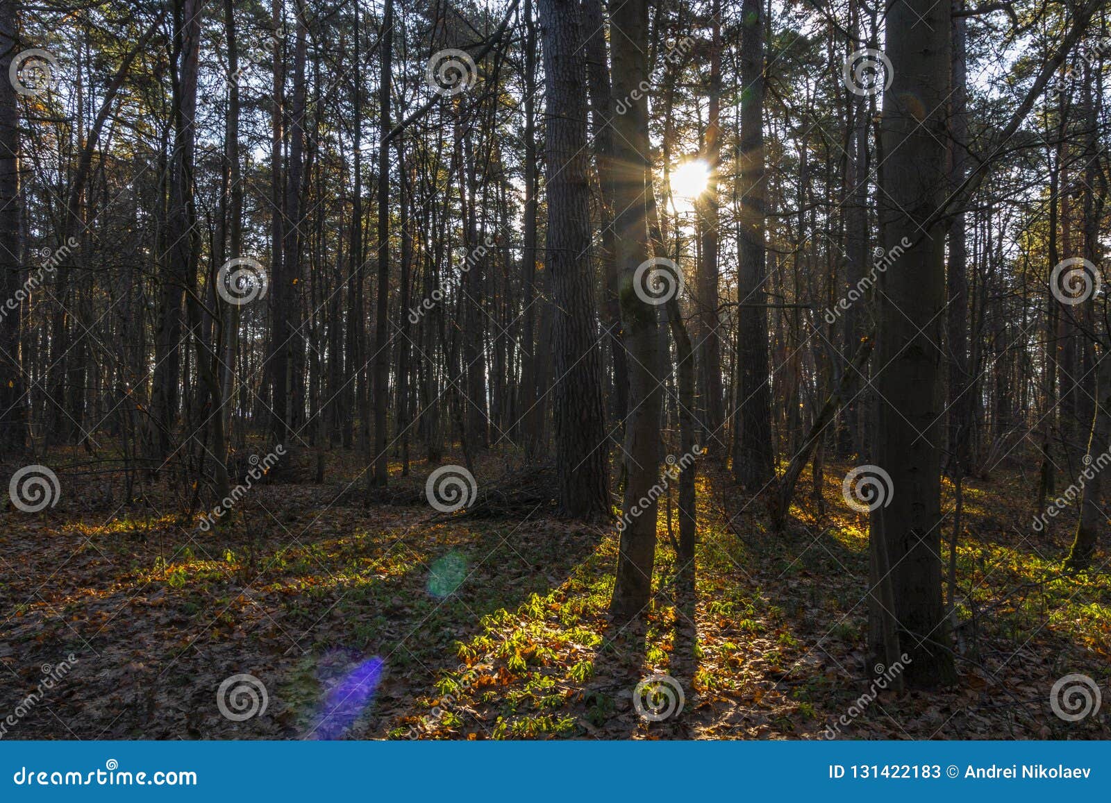 Pine Forest Pinery Sosnovy Bor Forest. Kaluga Region. Russia Stock ...