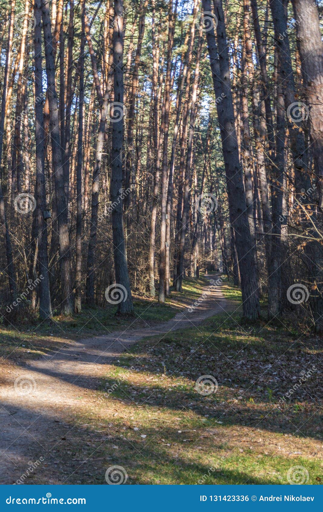 Pine Forest Pinery Sosnovy Bor Forest. Kaluga Region. Russia Stock ...
