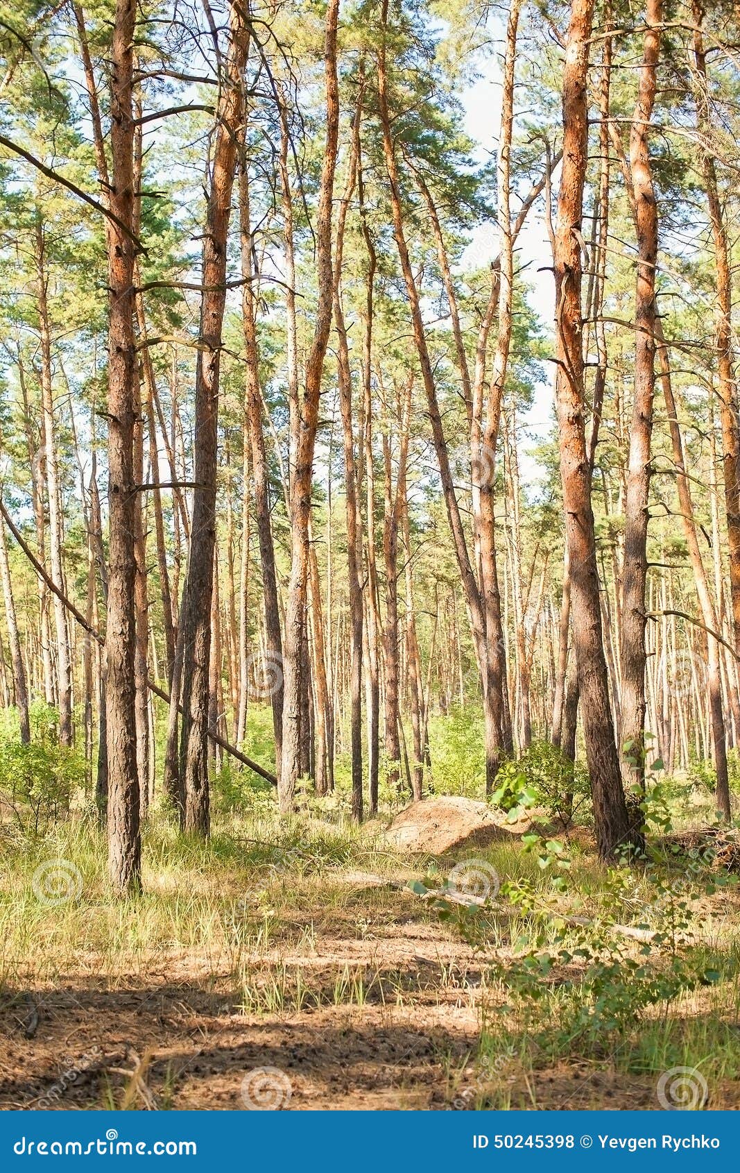 Pine forest, pinewood stock photo. Image of branch, plant - 50245398