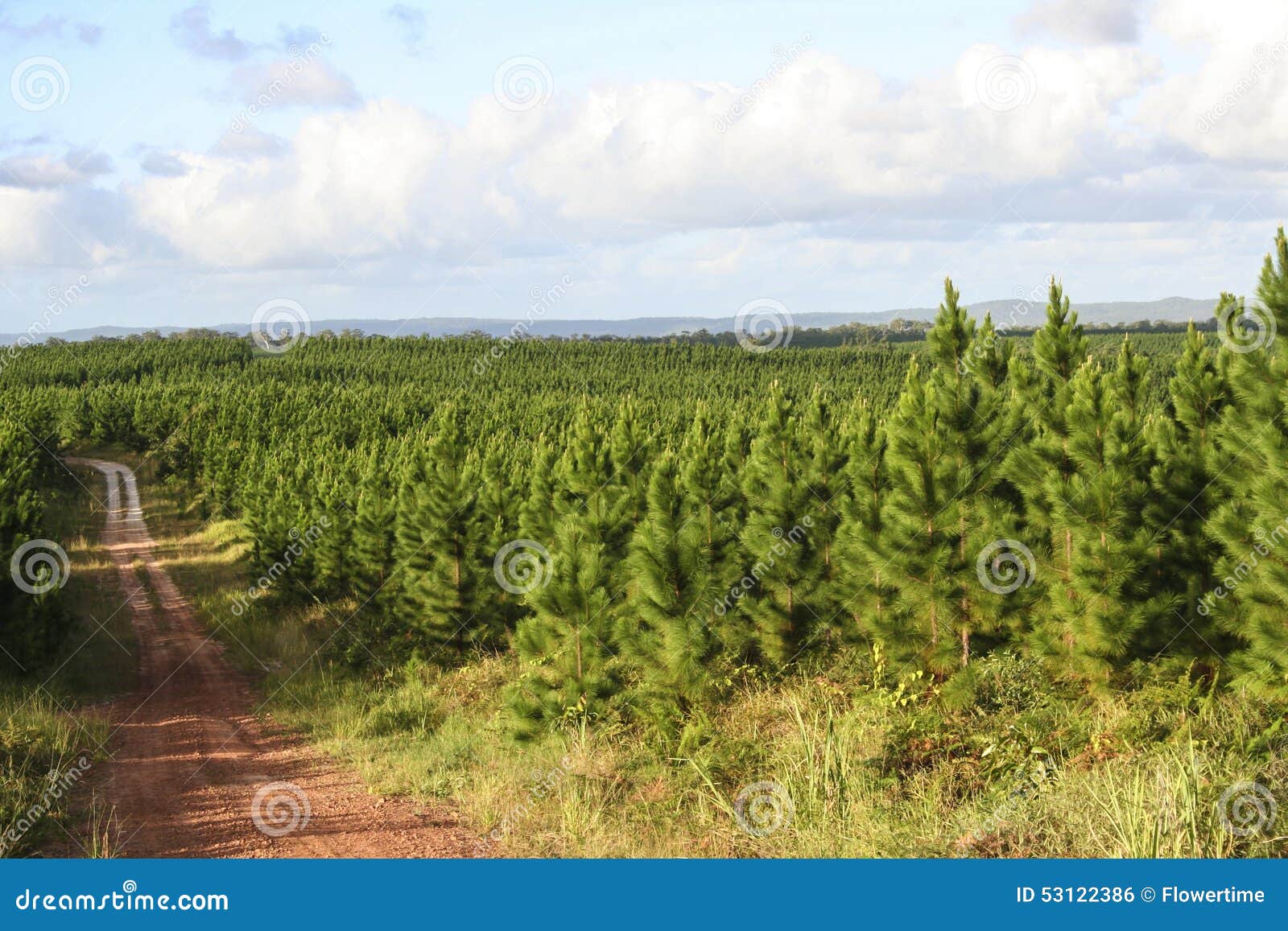 Pine forest plantation stock photo. Image of forestry - 53122386