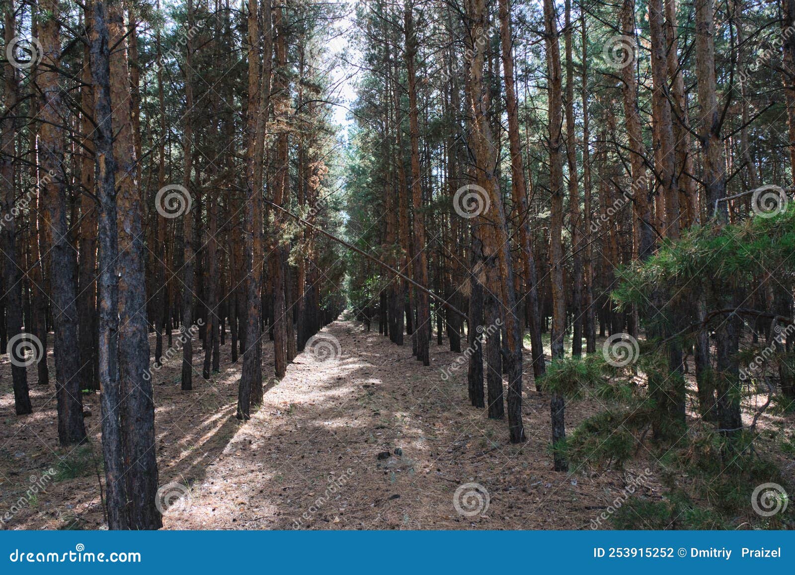 Pine Forest Planted in Straight Rows, Forest Landscape Stock Photo ...