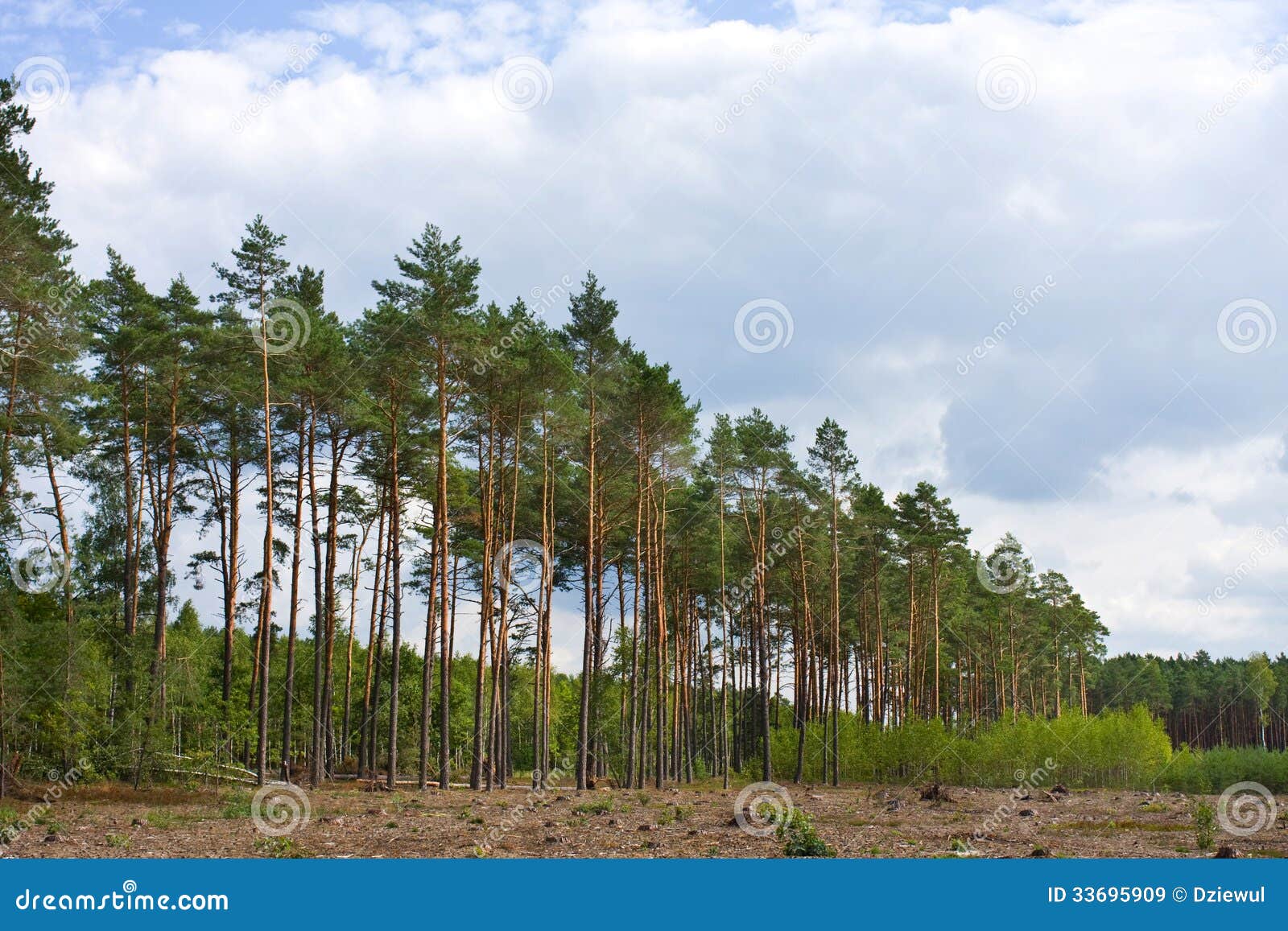 Pine forest. Poland stock image. Image of needles, forest - 33695909