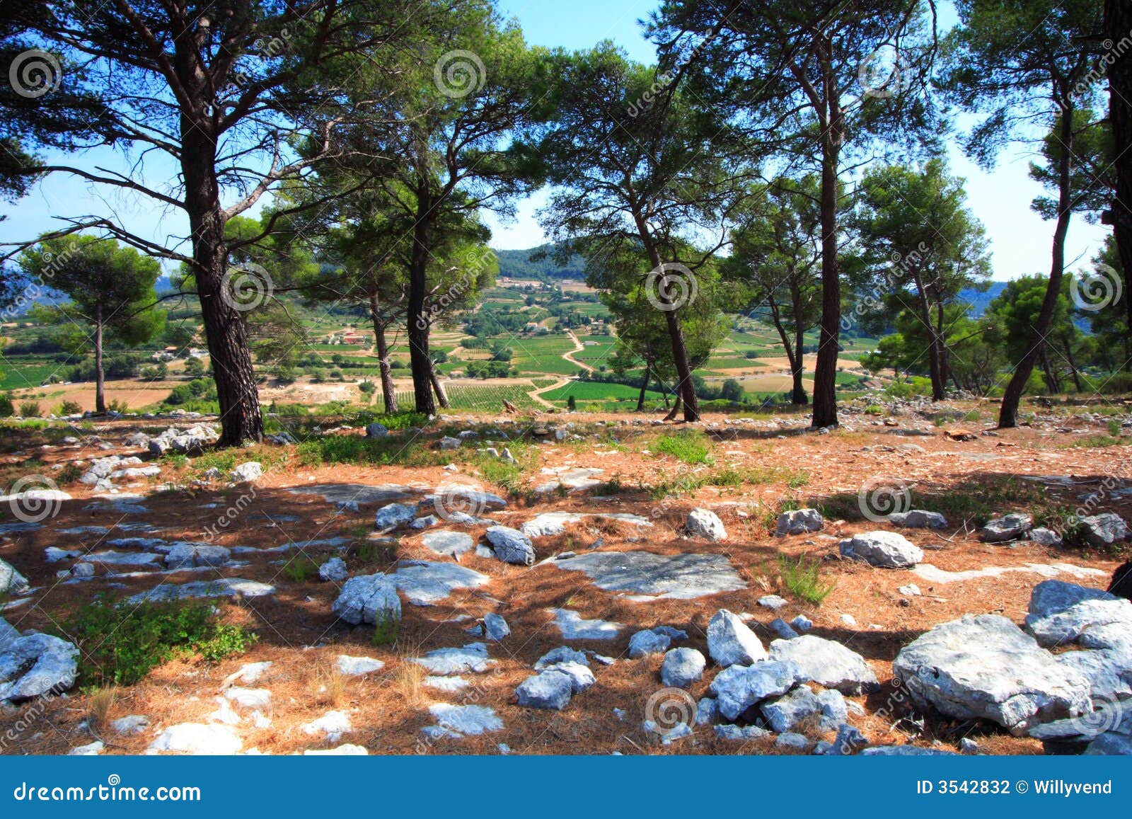 Pine forest of provence stock photo. Image of travel, mediterranean ...