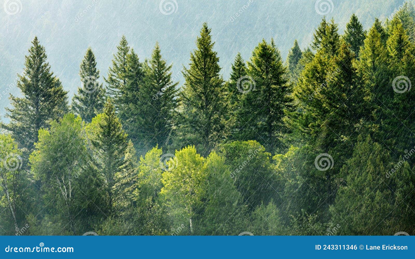 Pine Forest during Rainstorm Lush Trees Green Growth Stock Photo ...