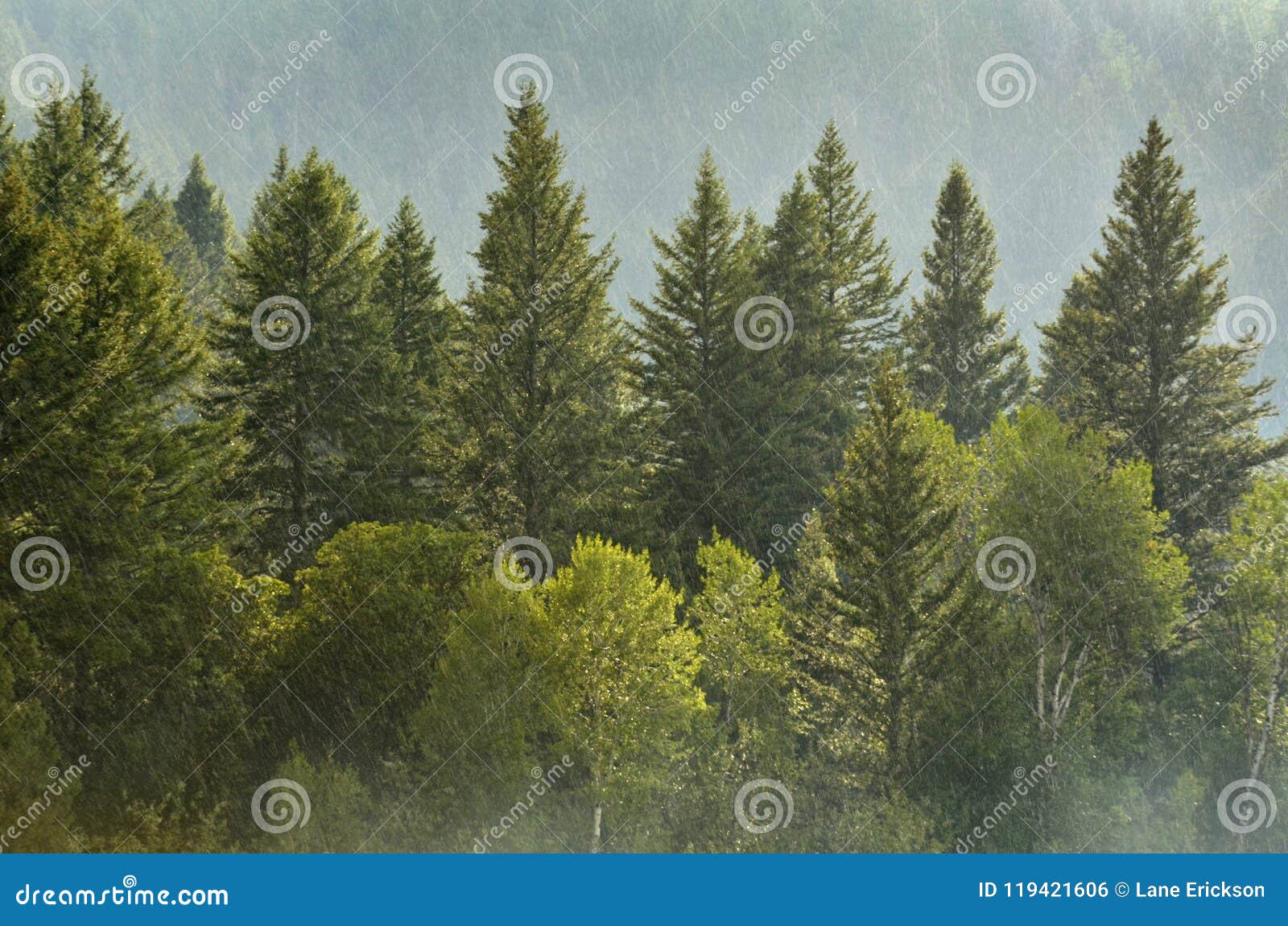Pine Forest during Rainstorm Lush Trees Stock Photo - Image of droplet ...
