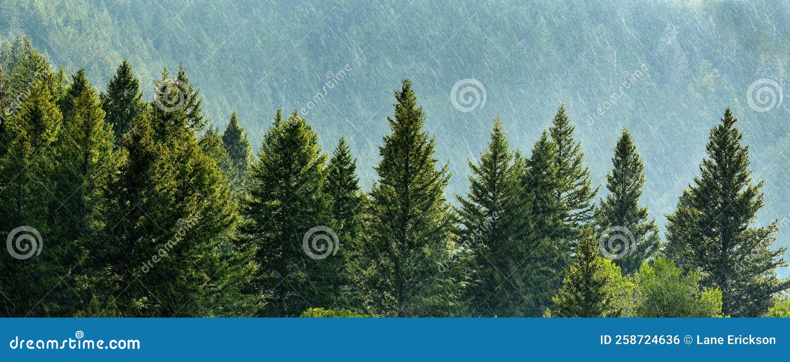 Pine Forest during Rainstorm Lush Trees Stock Photo - Image of ...