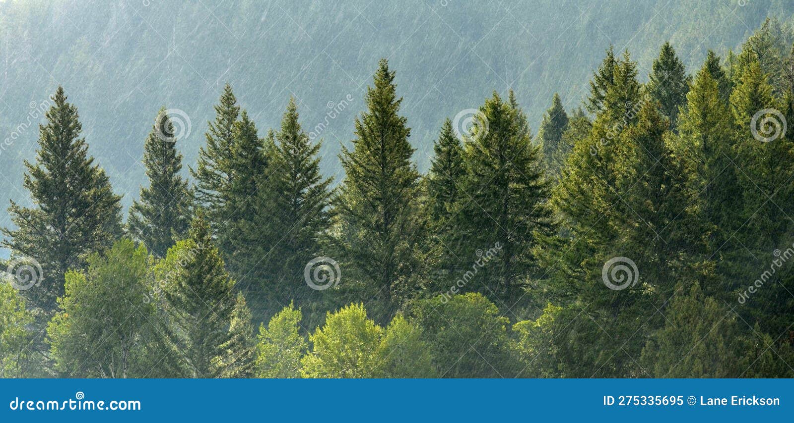 Pine Forest during Rainstorm Lush Trees Stock Image - Image of ...