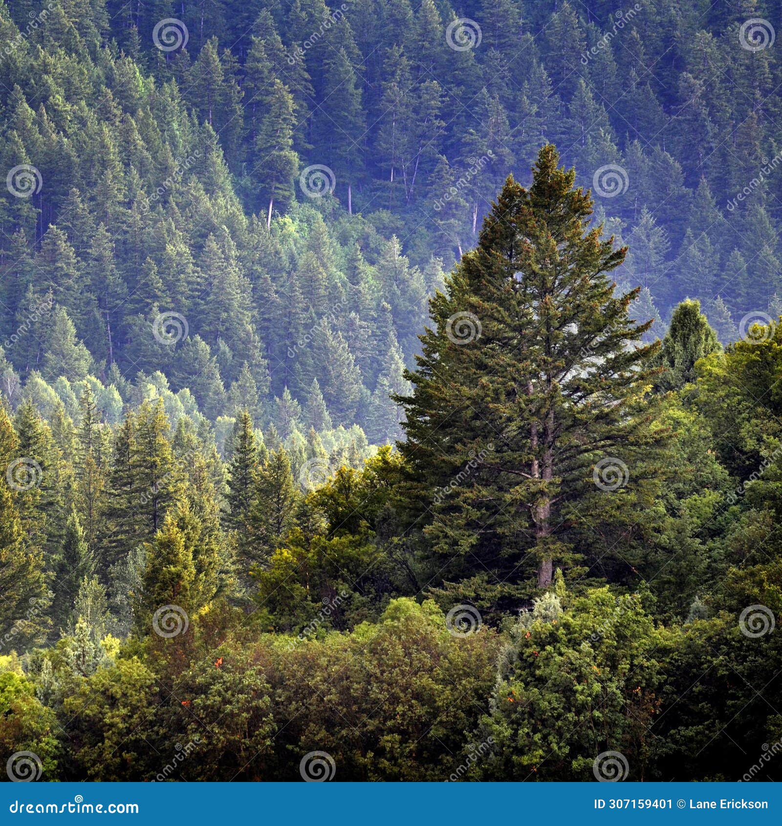 Pine Forest during Rainstorm Lush Trees Stock Image - Image of green ...