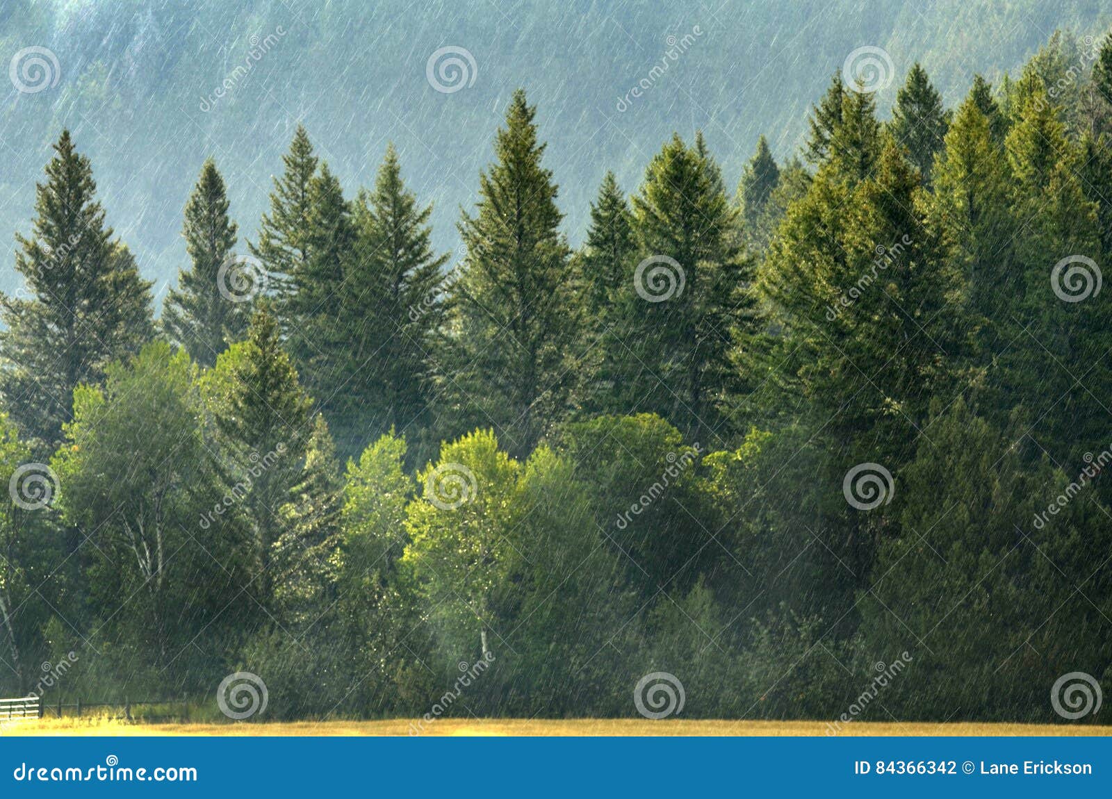 Pine Forest during Rainstorm Lush Trees Stock Photo - Image of pine ...