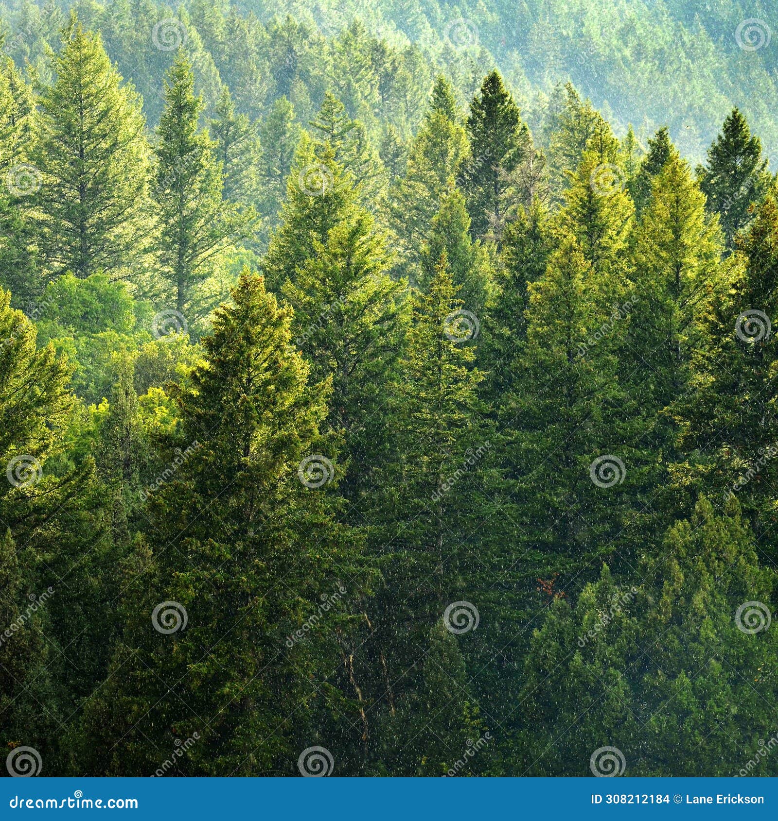 Pine Forest during Rainstorm Lush Trees Raindrops Falling Down Stock ...