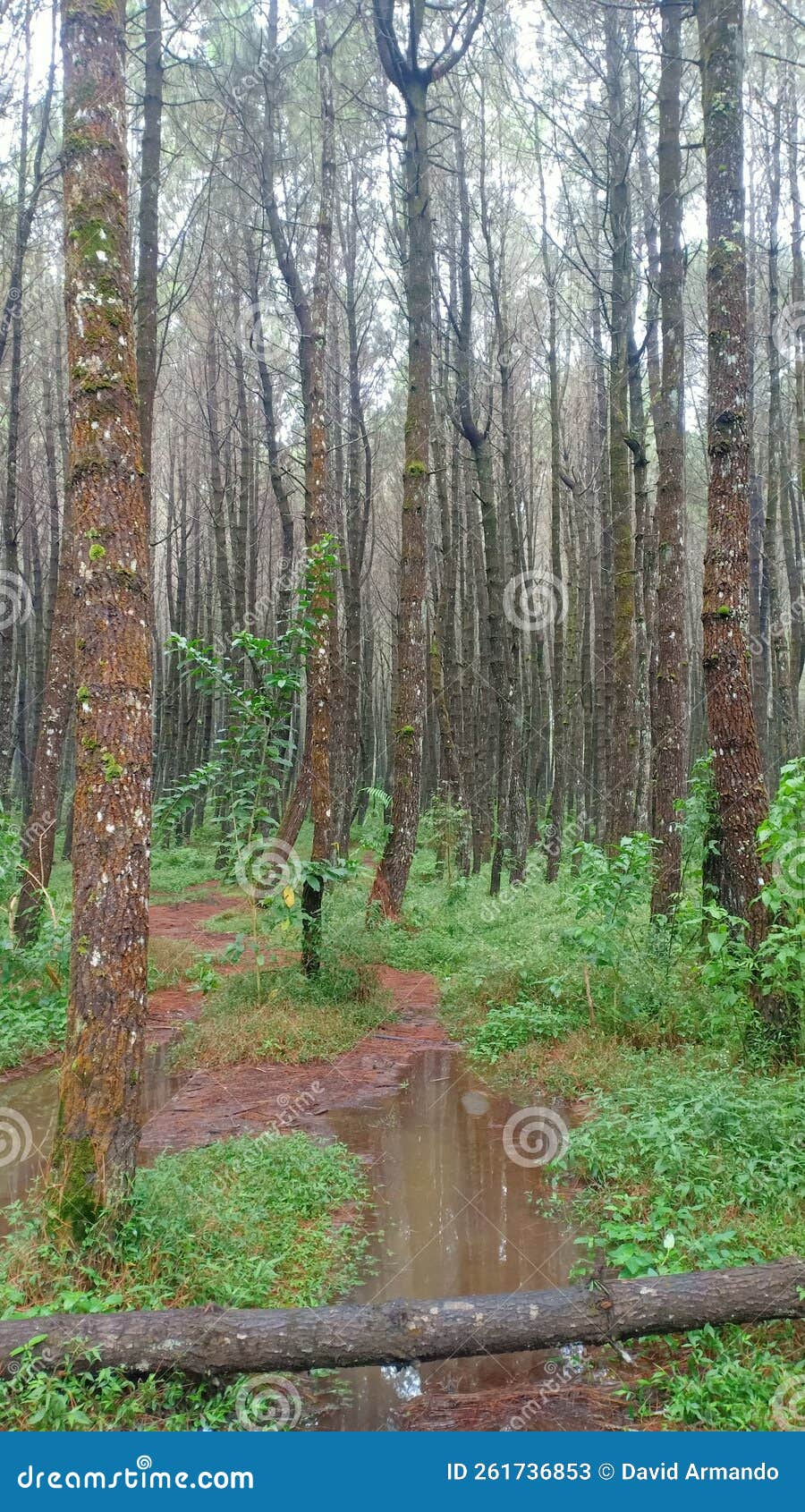 Pine Forest after Rainy Day Jungle Stock Image - Image of relaxing ...